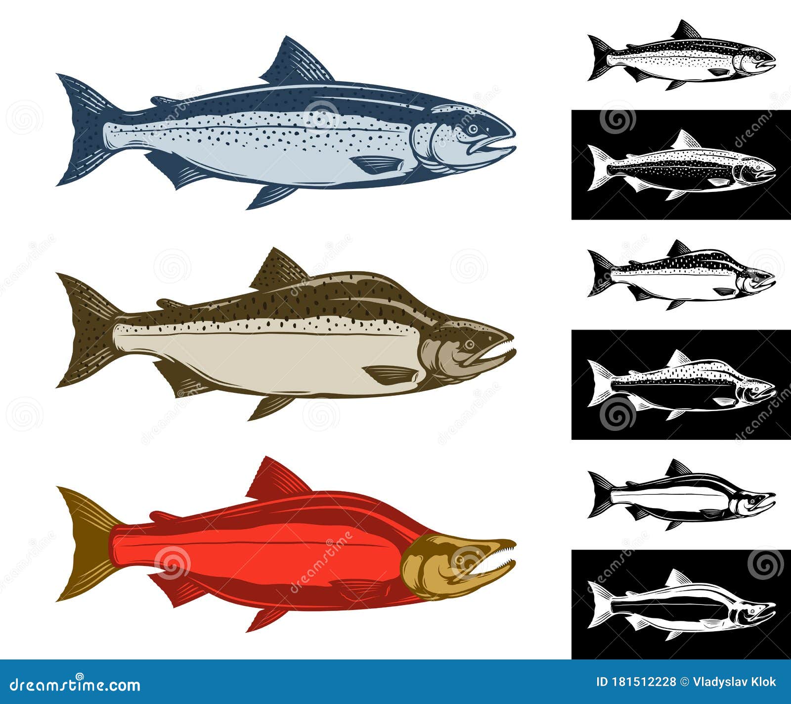 Vector Salmon Meat Backgrounds Or Textures | CartoonDealer.com #232911784