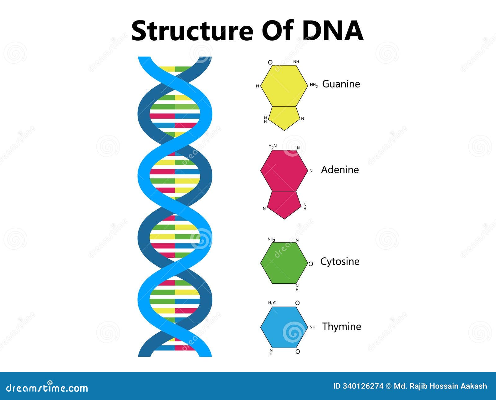 Vector Scientific Icon Spiral of DNA and RNA. an Illustration of the ...