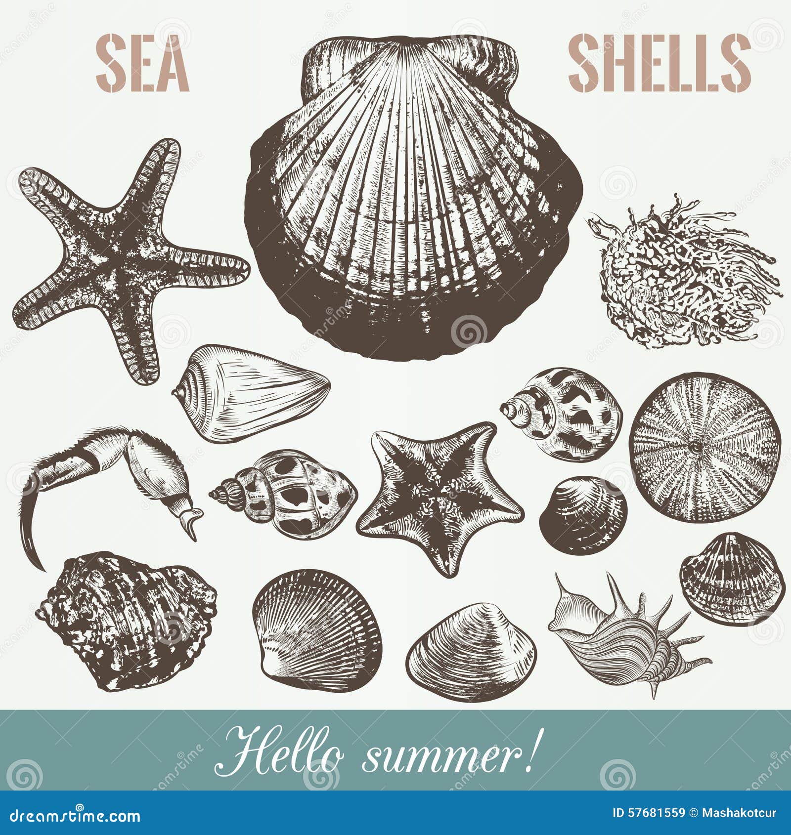 Vector Sea Shells High Detailed Objects Stock Vector - Illustration of ...