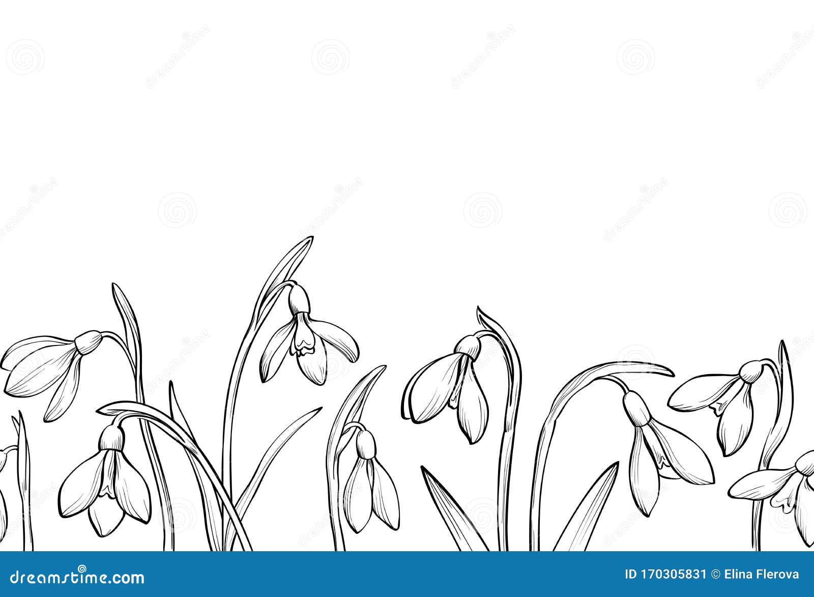 Snowdrops. White Background. Watercolor Hand-made Botanical ...