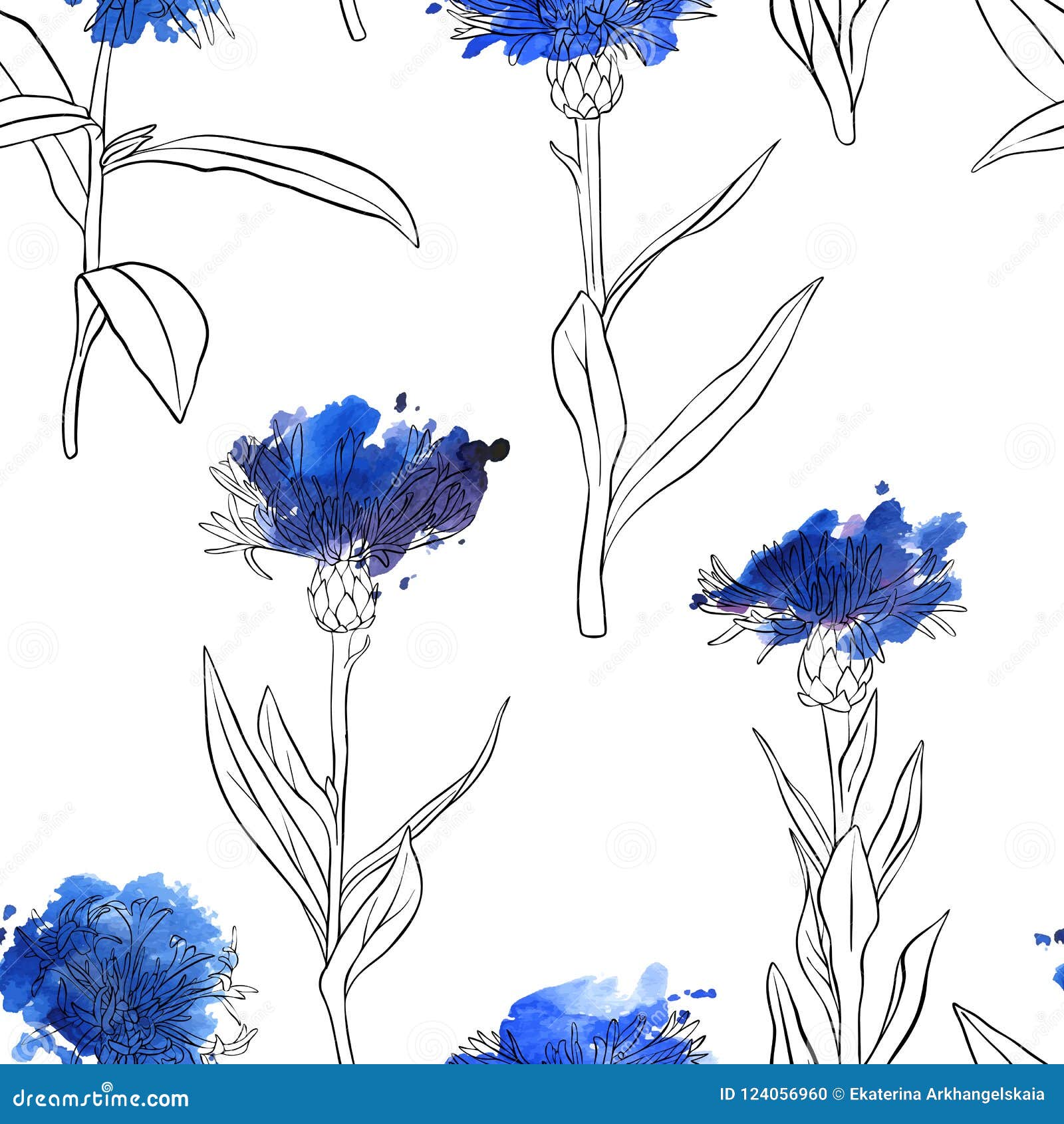 Bluets Botanical Illustration. Knapweed Flower. Centaury Plant ...