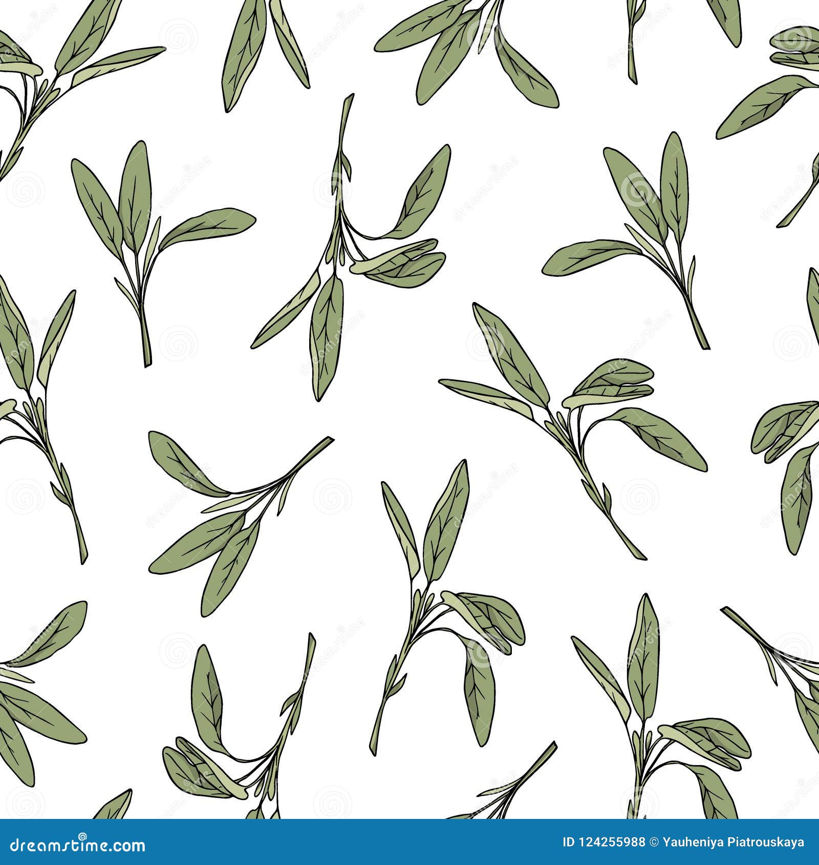 Hand drawn sage pattern stock vector. Illustration of condiment - 124255988