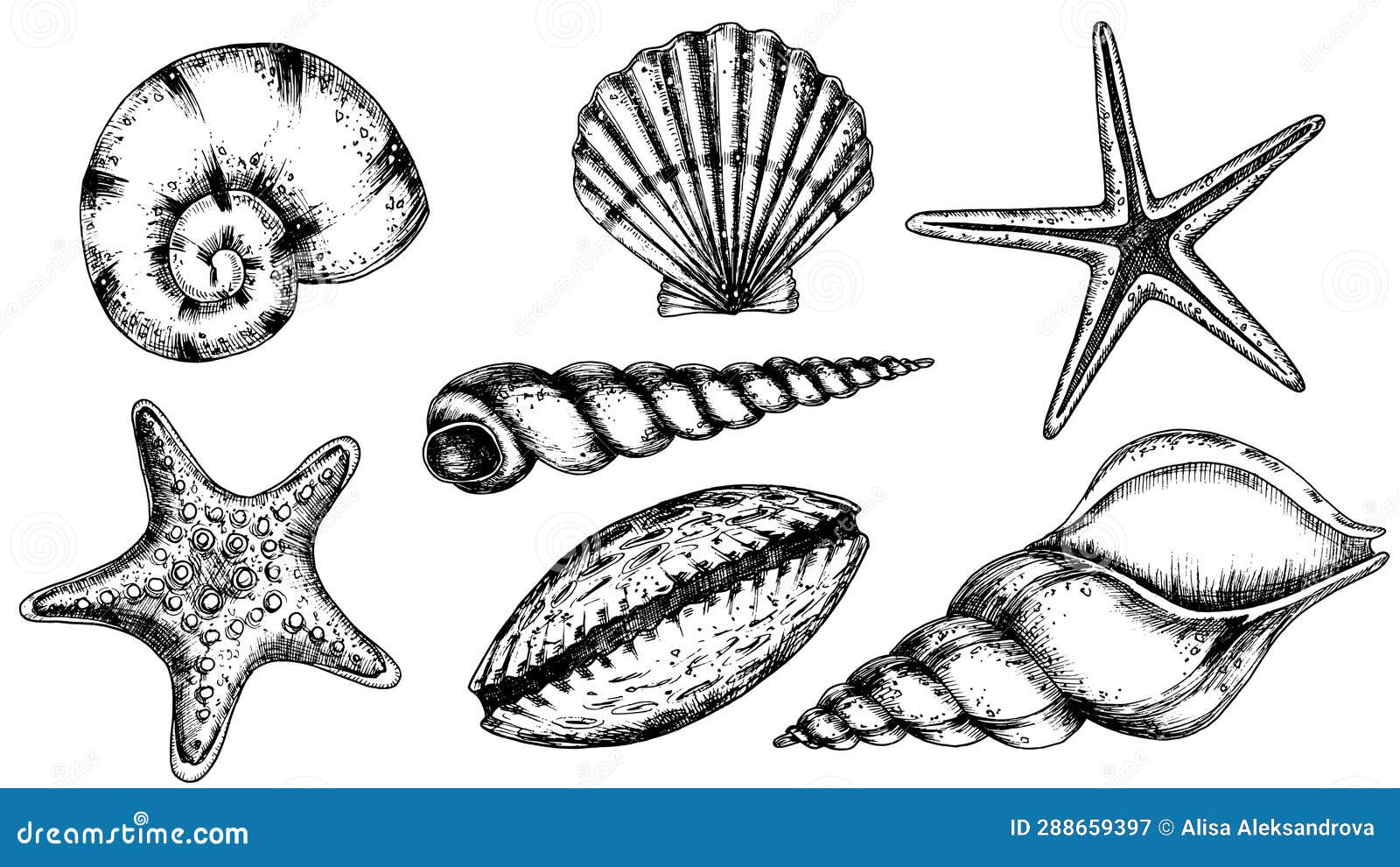 Vector Seashells Set. Hand Drawn Illustration of Sea Shells on Isolated ...