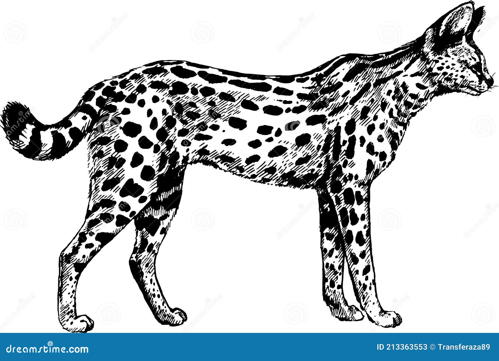 Vector Serval Wild Cats Illustration Stock Vector - Illustration of ...