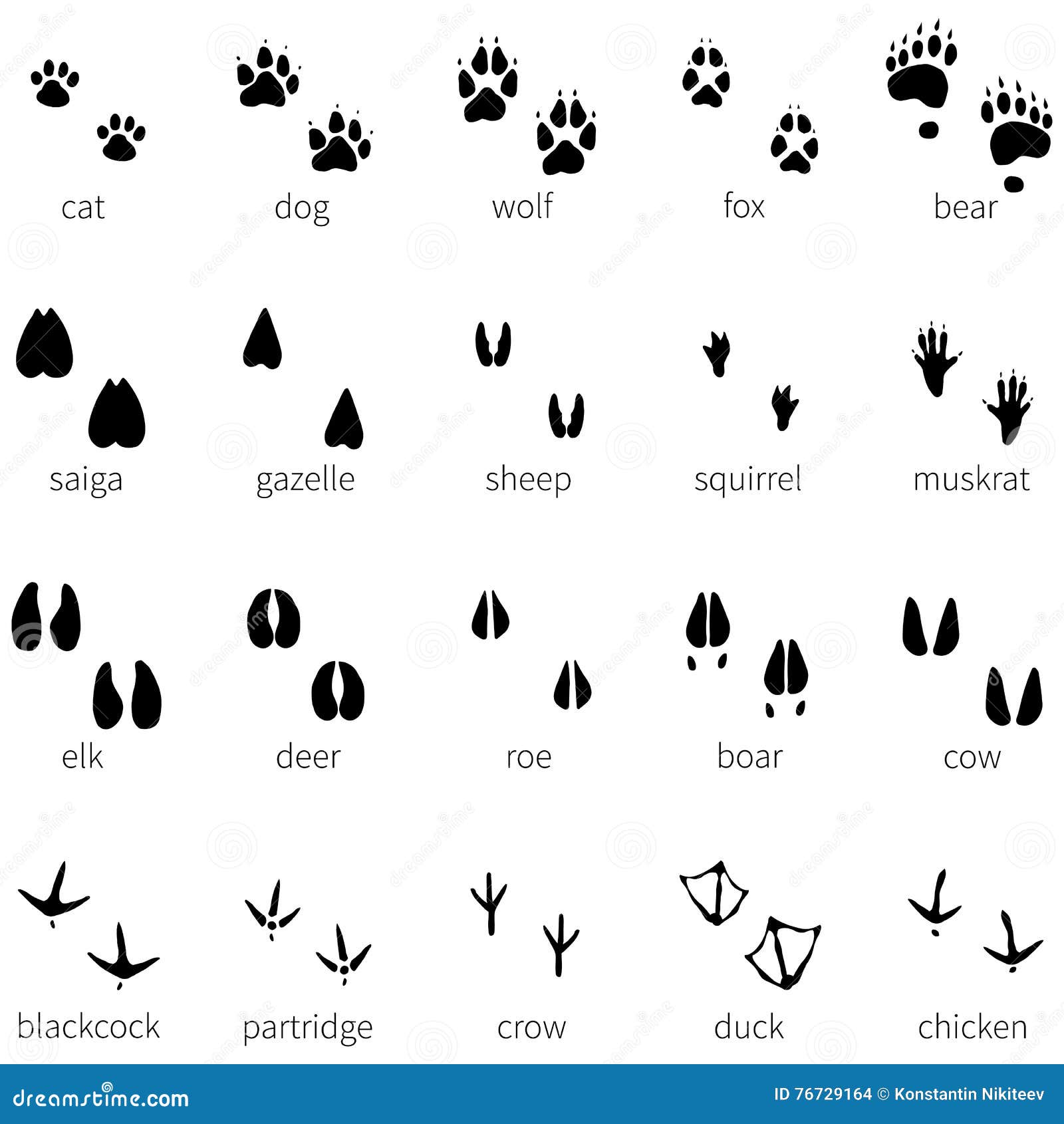 Animal Footprints Cartoon Vector | CartoonDealer.com #39901149