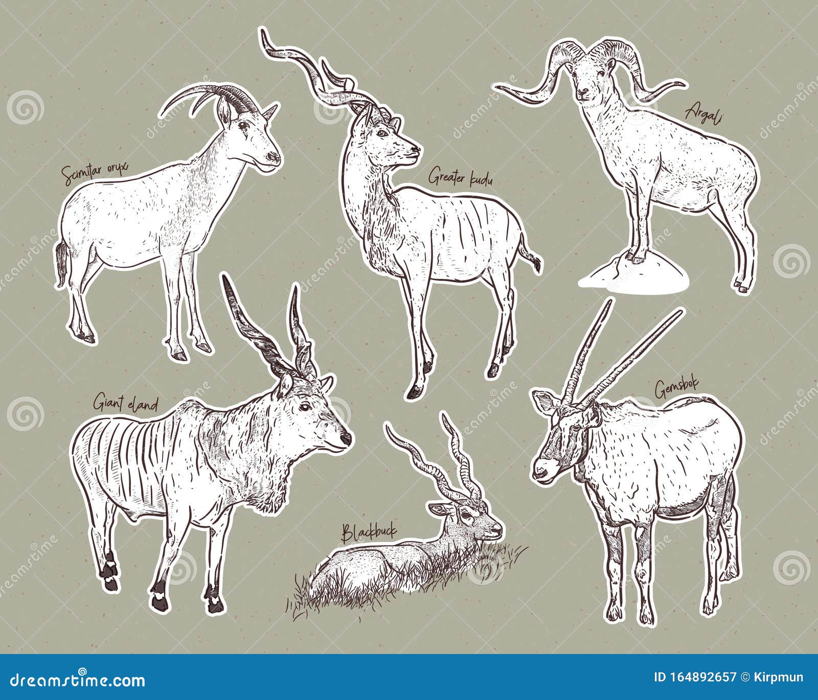 Vector Set of Antelopes, Hand Drawn Sketch of Animals Stock Vector ...