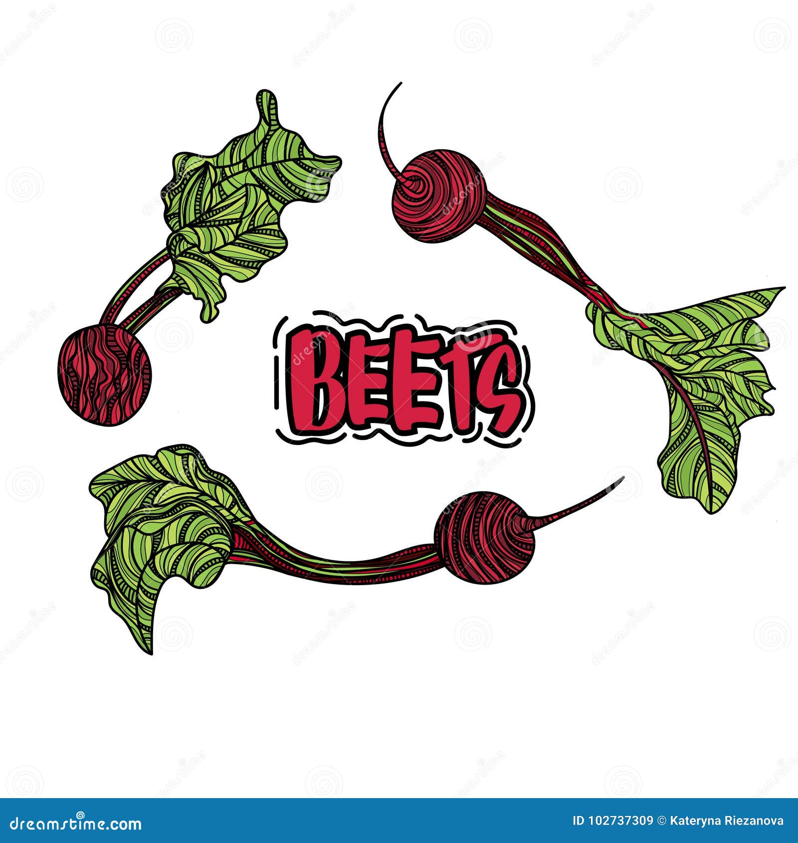Vector set with beets. stock vector. Illustration of beetroot - 102737309