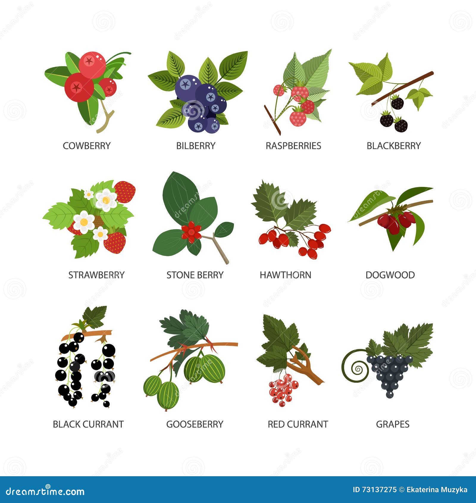Vector Set of Berries. Design Elements in Flat Style and Icons on White ...