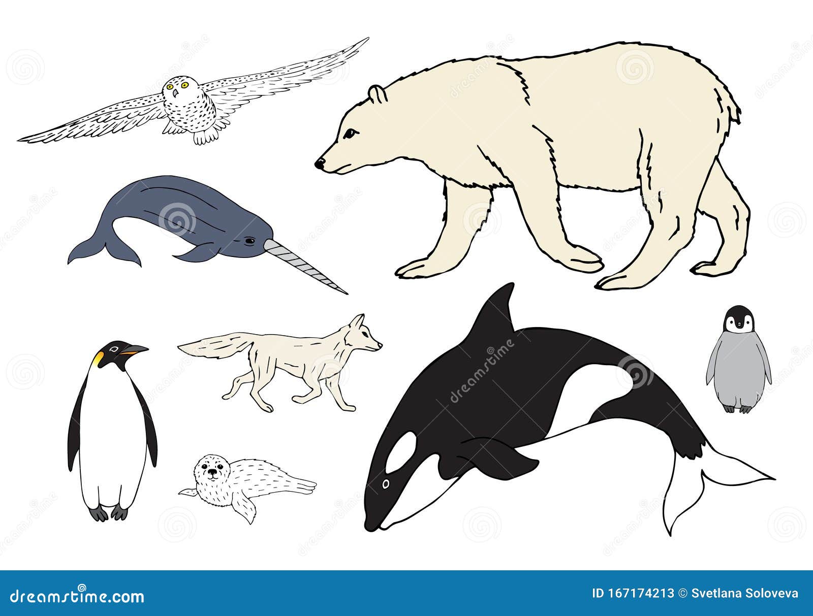 Vector Set Bundle of Colored Polar North Animals Stock Illustration ...