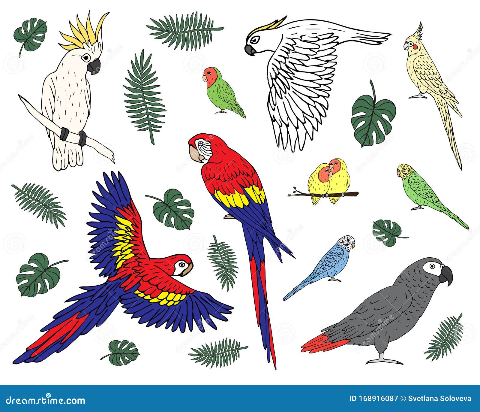 Vector Set Bundle of Hand Drawn Colored Parrots Stock Illustration ...
