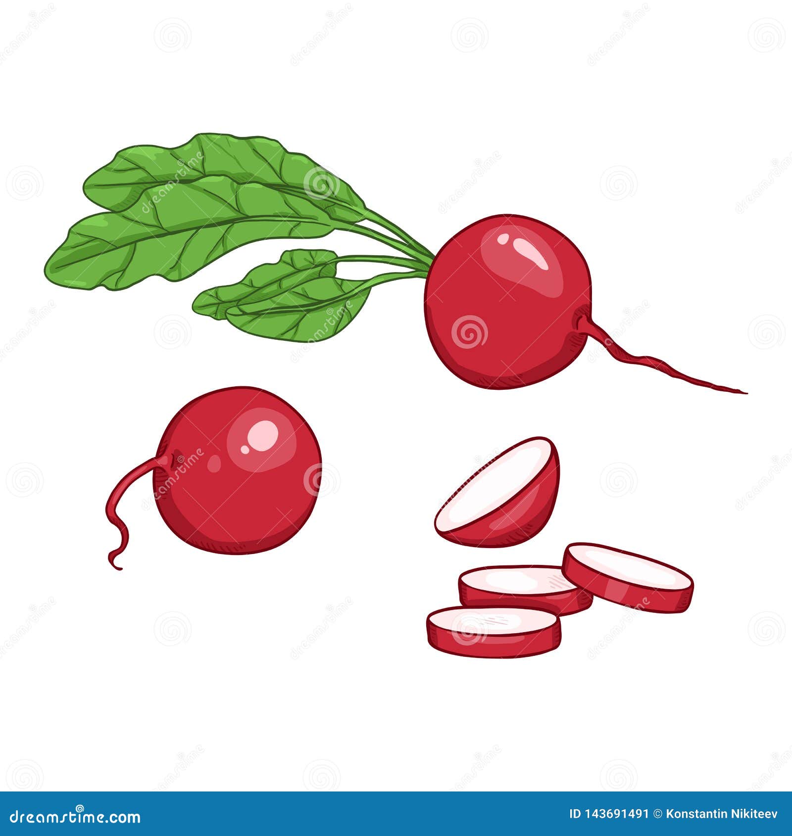 Vector Set of Cartoon Color Radish Illustrations Stock Vector ...