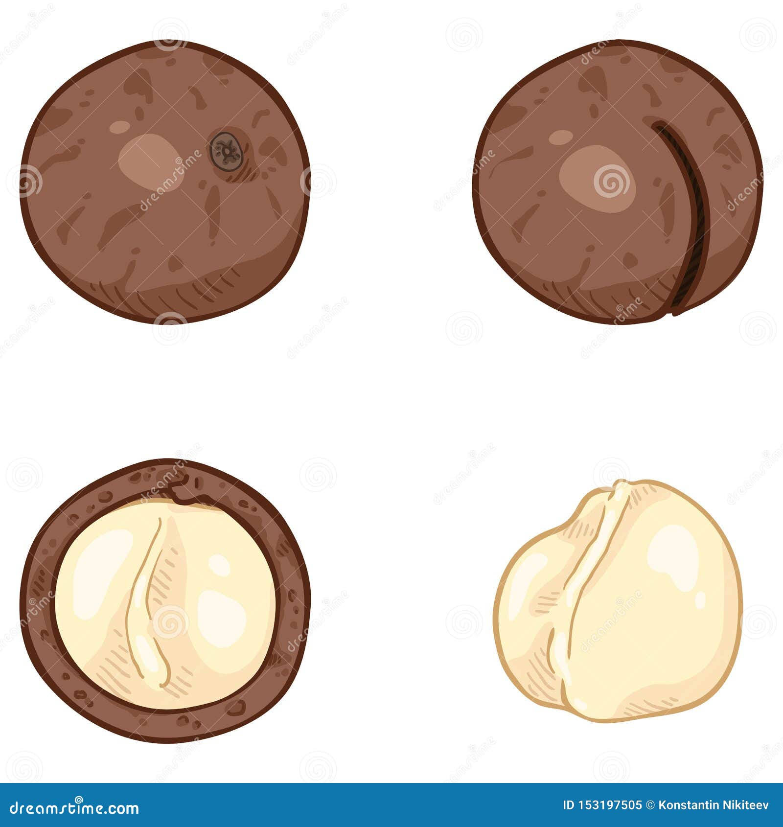 Vector Set of Cartoon Macadamia Nuts Stock Vector - Illustration of ...