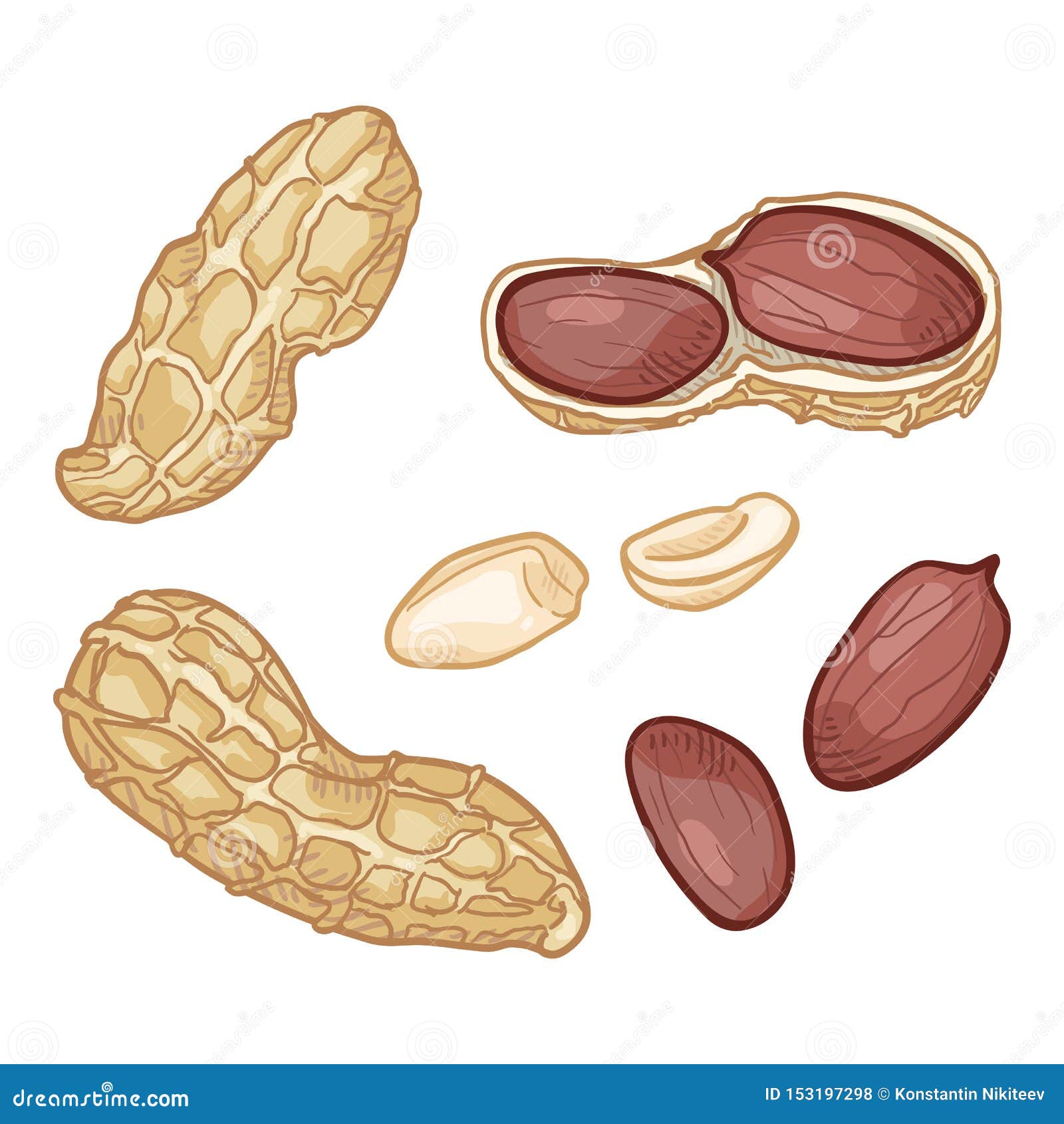 Vector Set of Cartoon Peanuts Stock Vector - Illustration of fruit ...