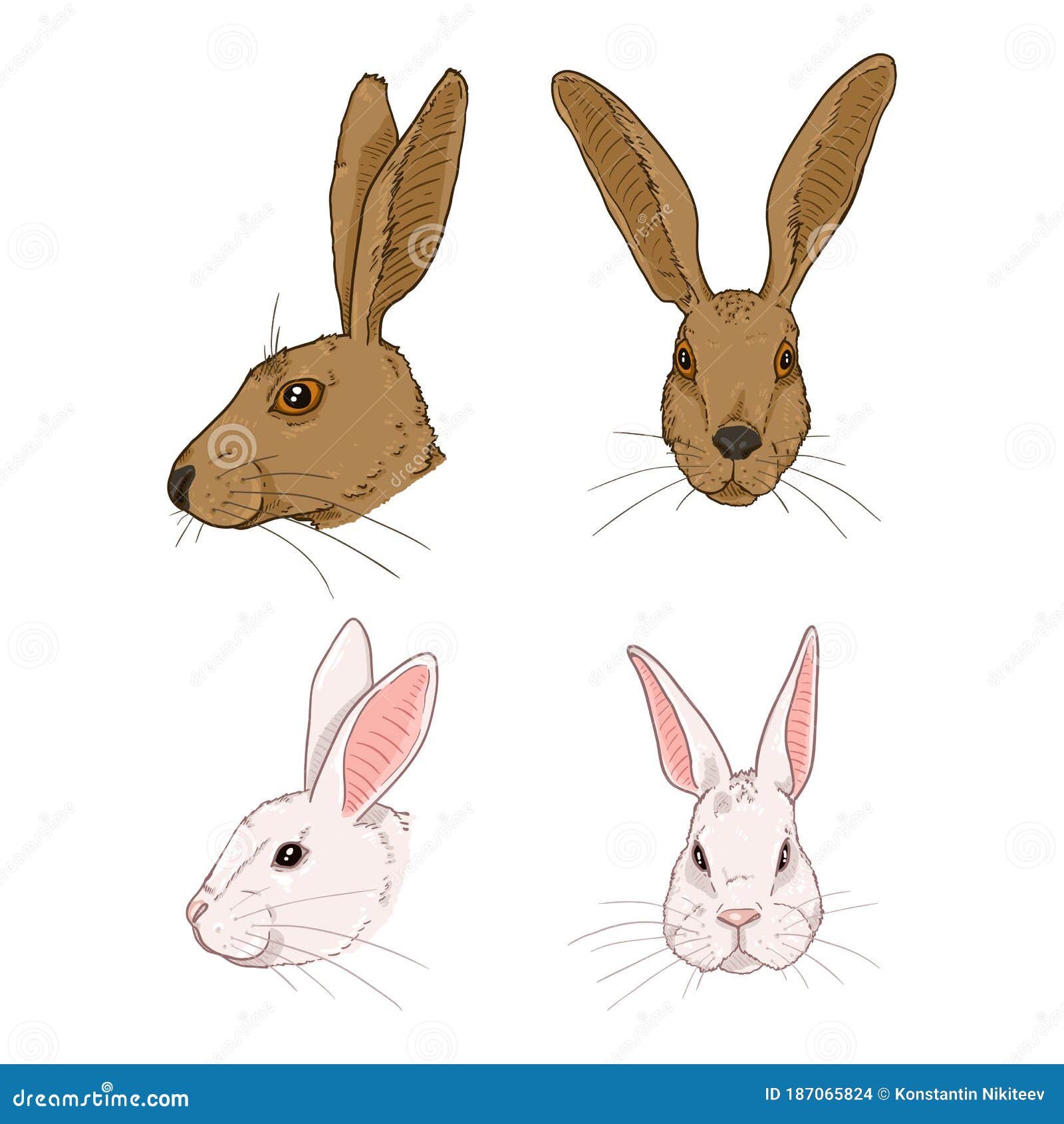 Vector Set of Cartoon Rabbits and Hares Stock Vector - Illustration of ...