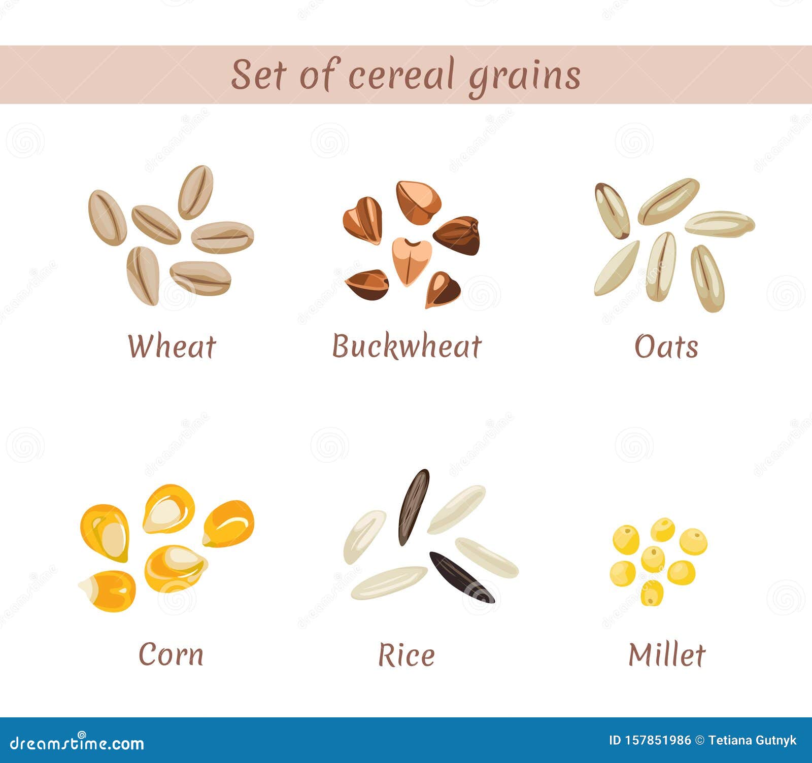 Vector Set of Cereal Grains Named. Wheat, Buckwheat, Oats, Corn, Rice ... Vector Set of Cereal Grains Named. Wheat, Buckwheat, Oats, Corn, Rice ...