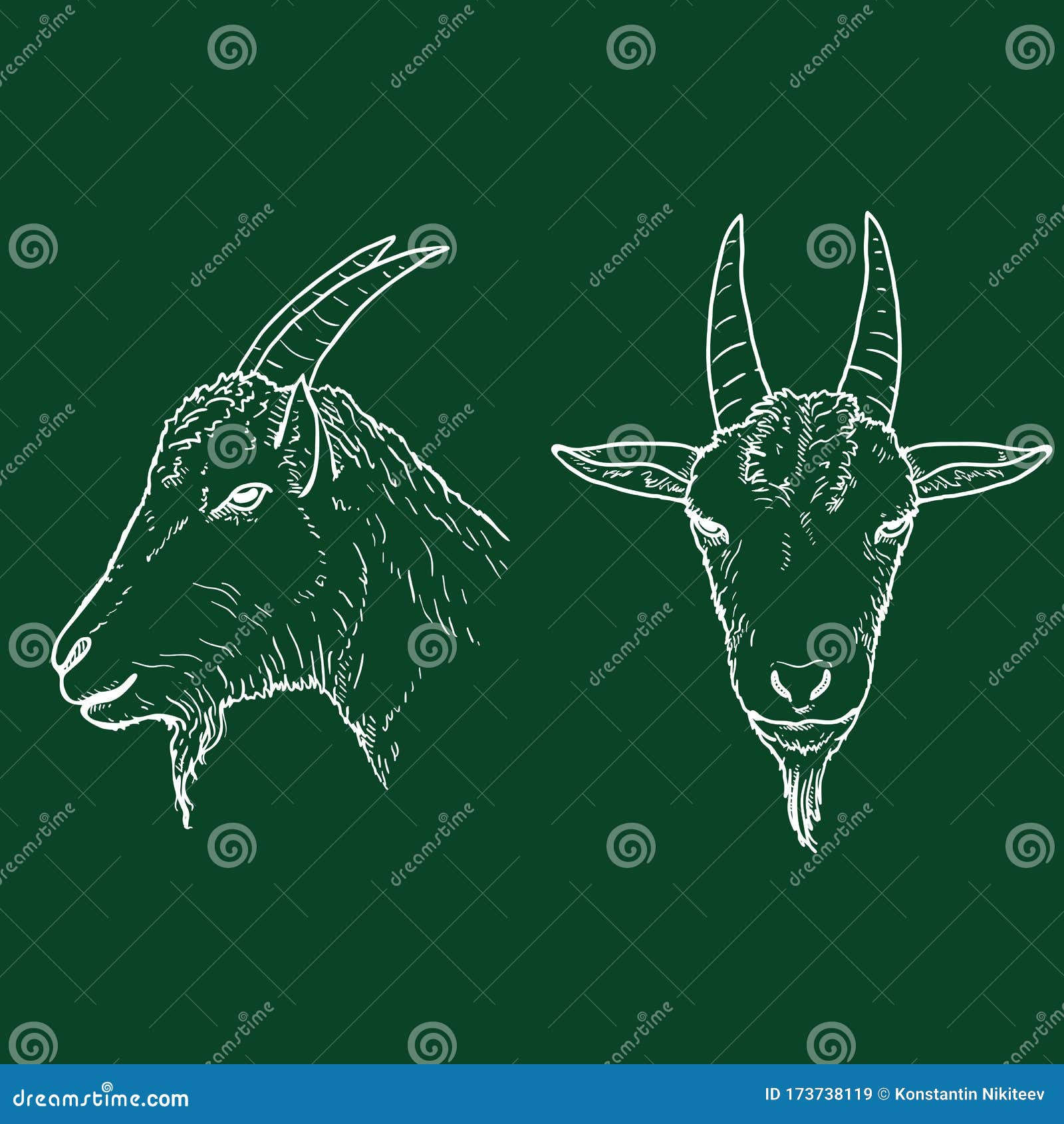 Vector Set of Chalk Goat Head Illustrations Stock Vector - Illustration ...