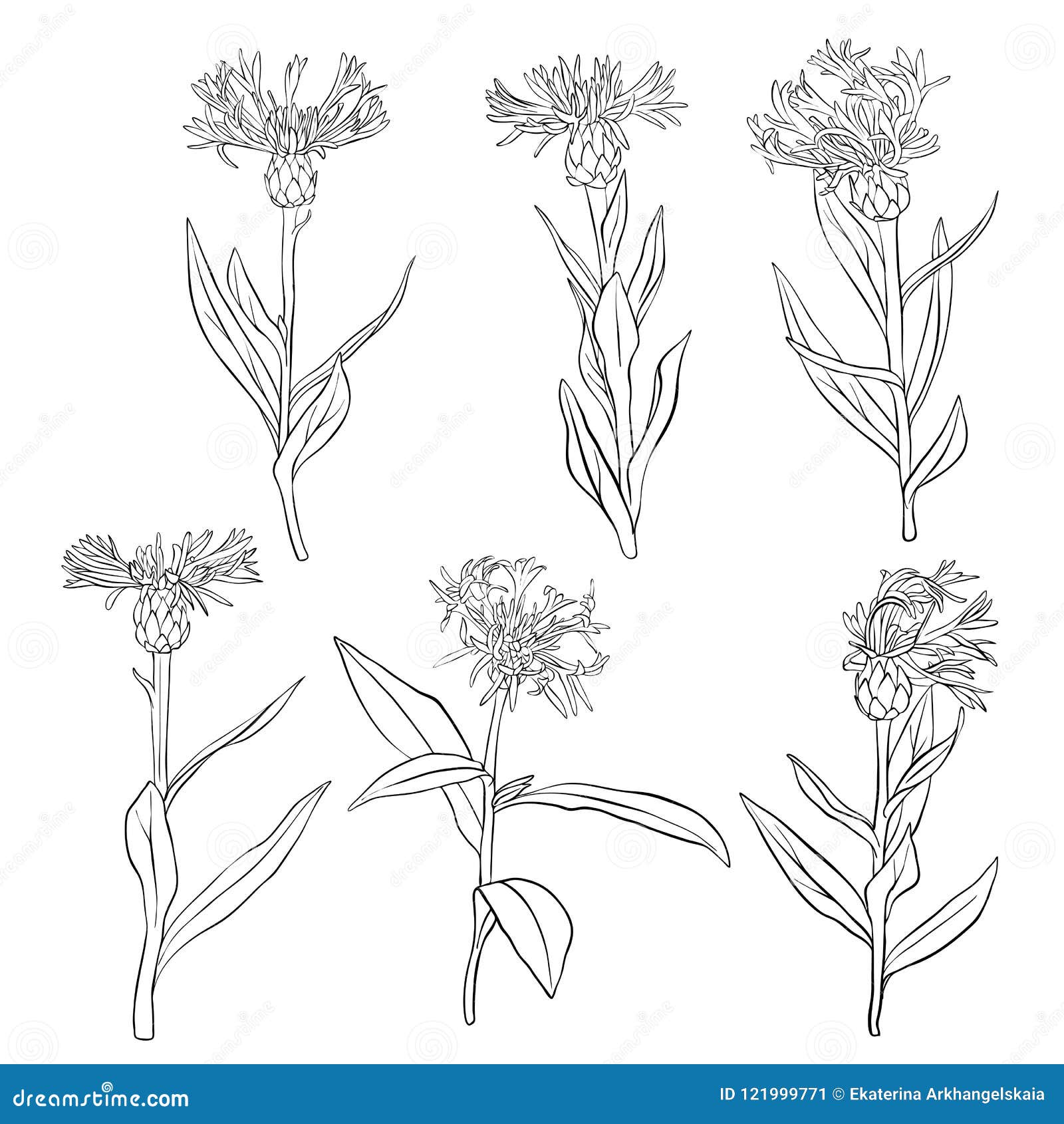 Bluets Botanical Illustration. Knapweed Flower. Centaury Plant ...