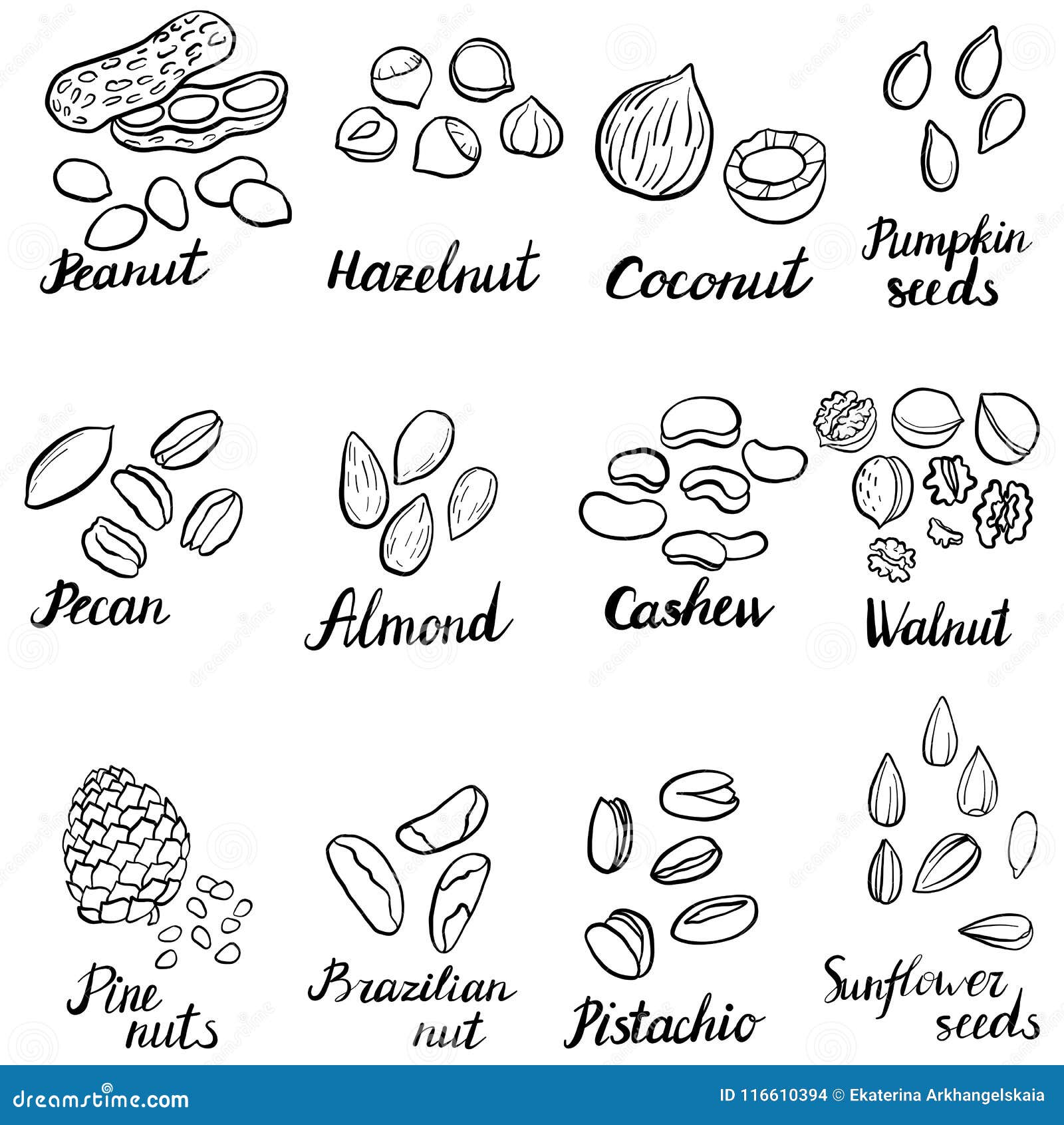Vector set of drawing nuts stock vector. Illustration of pine - 116610394