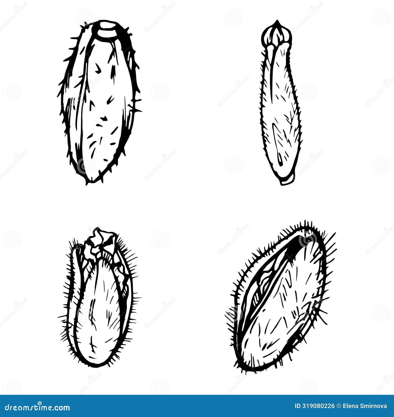 Vector Set of Elements with Hand Drawn Peony Poppy Seed Pods, Buds ...