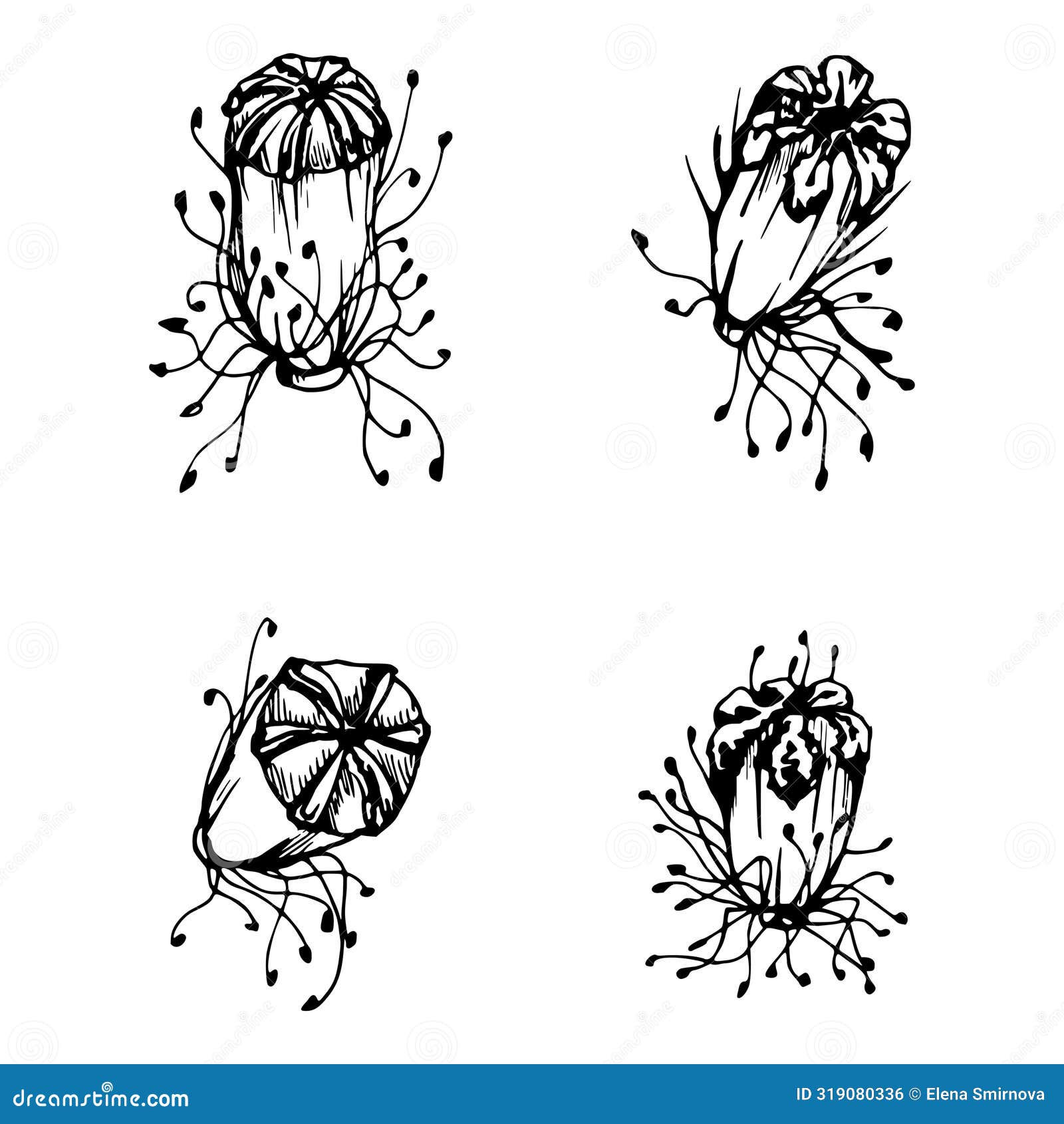 Vector Set of Elements with Hand Drawn Peony Poppy Seed Pods, Buds ...