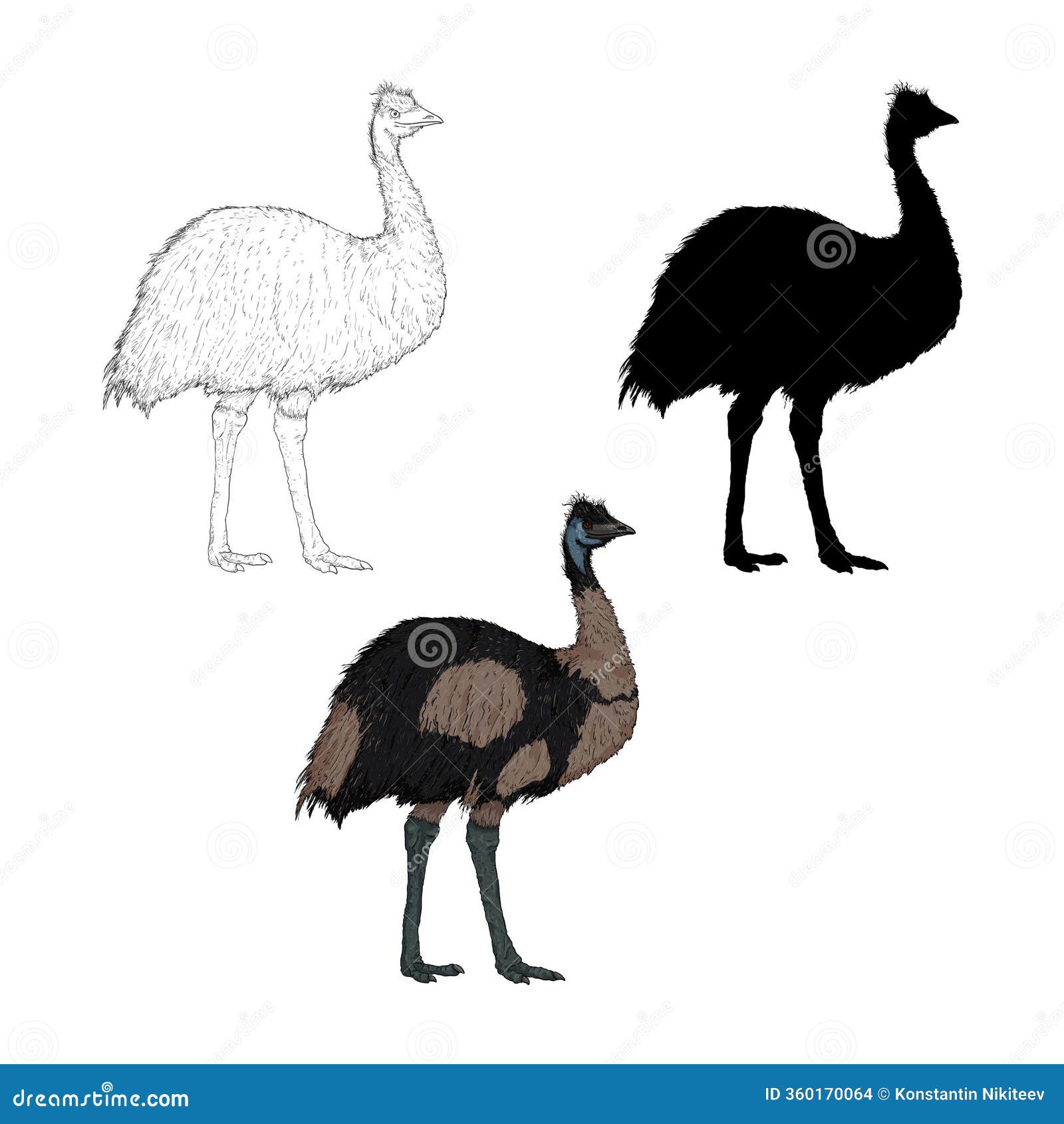 Vector Set Of Emu Illustrations In Different Styles Stock Photo ...