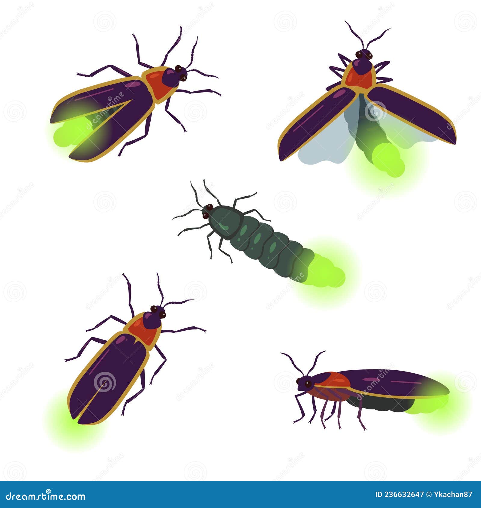 Vector Set Of Firefly Beetle Drawings With Different Angles Isolated On ...