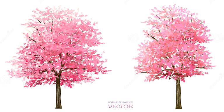 Vector Watercolor Sakura Tree or Forest Side View Isolated on White ...