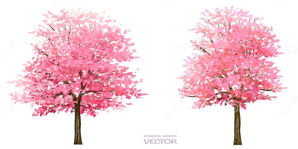 Vector Watercolor Sakura Tree or Forest Side View Isolated on White ...