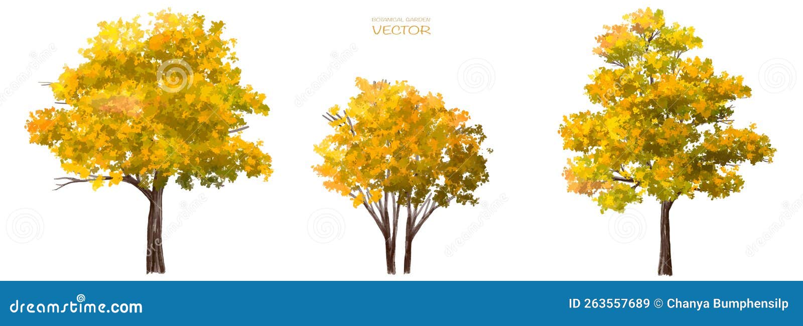 Vector Watercolor Set Of Tree Side View Isolated On White Background ...