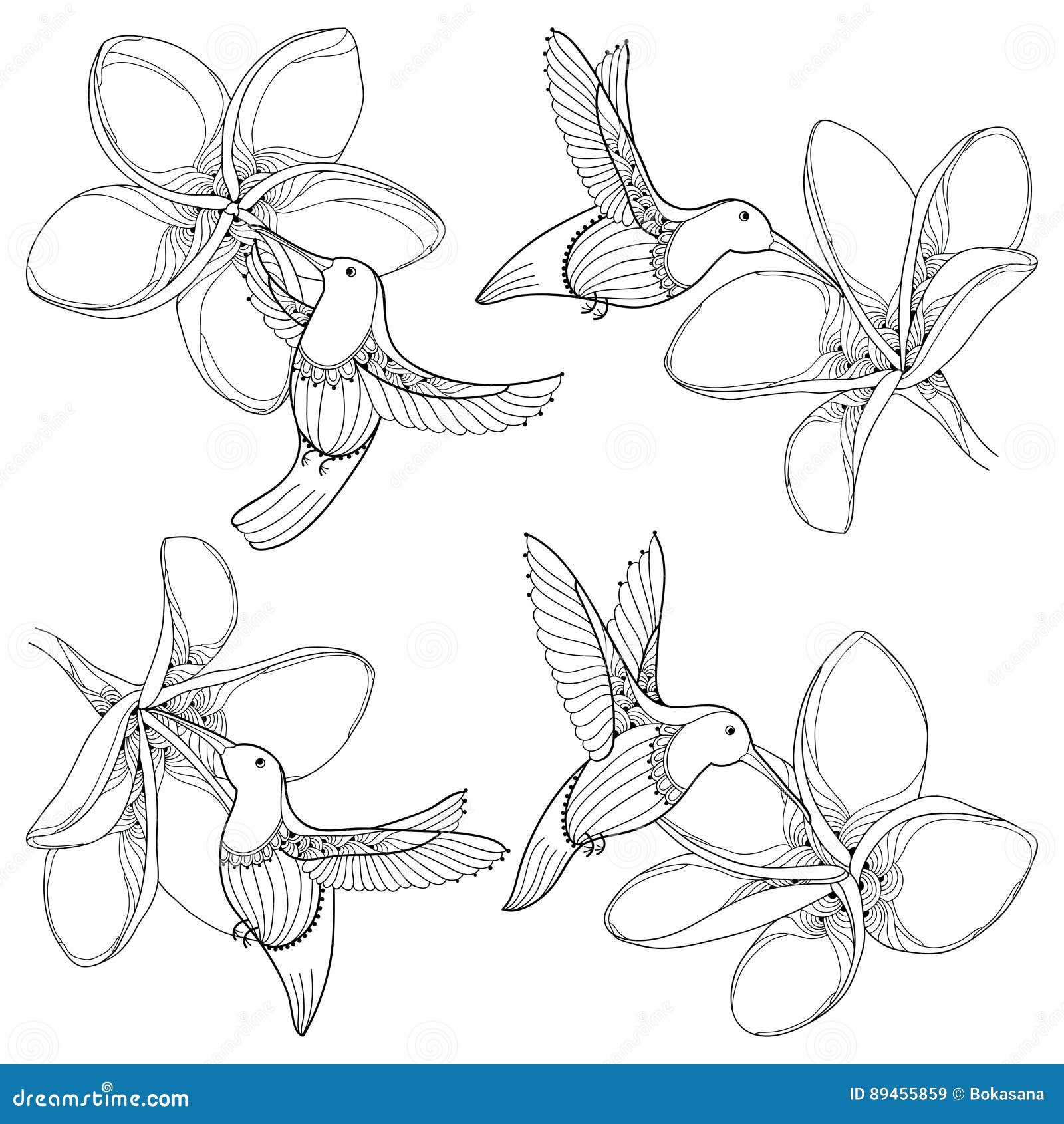 Vector Set with Flying Hummingbird or Colibri and Plumeria Flower in ... Vector Set with Flying Hummingbird or Colibri and Plumeria Flower in ...
