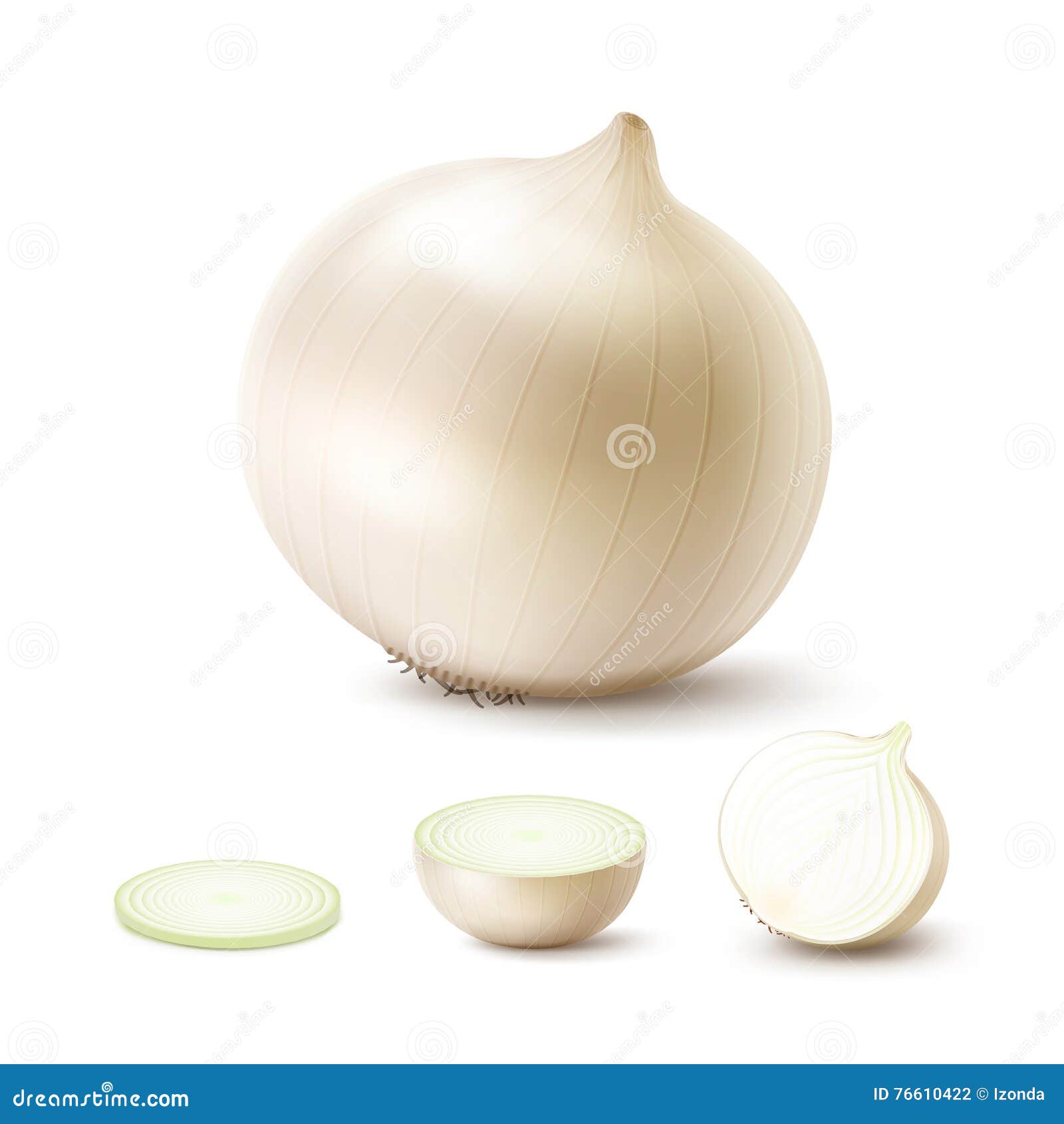 Vector Set of Fresh Whole and Sliced White Onion Bulbs Stock Vector ...