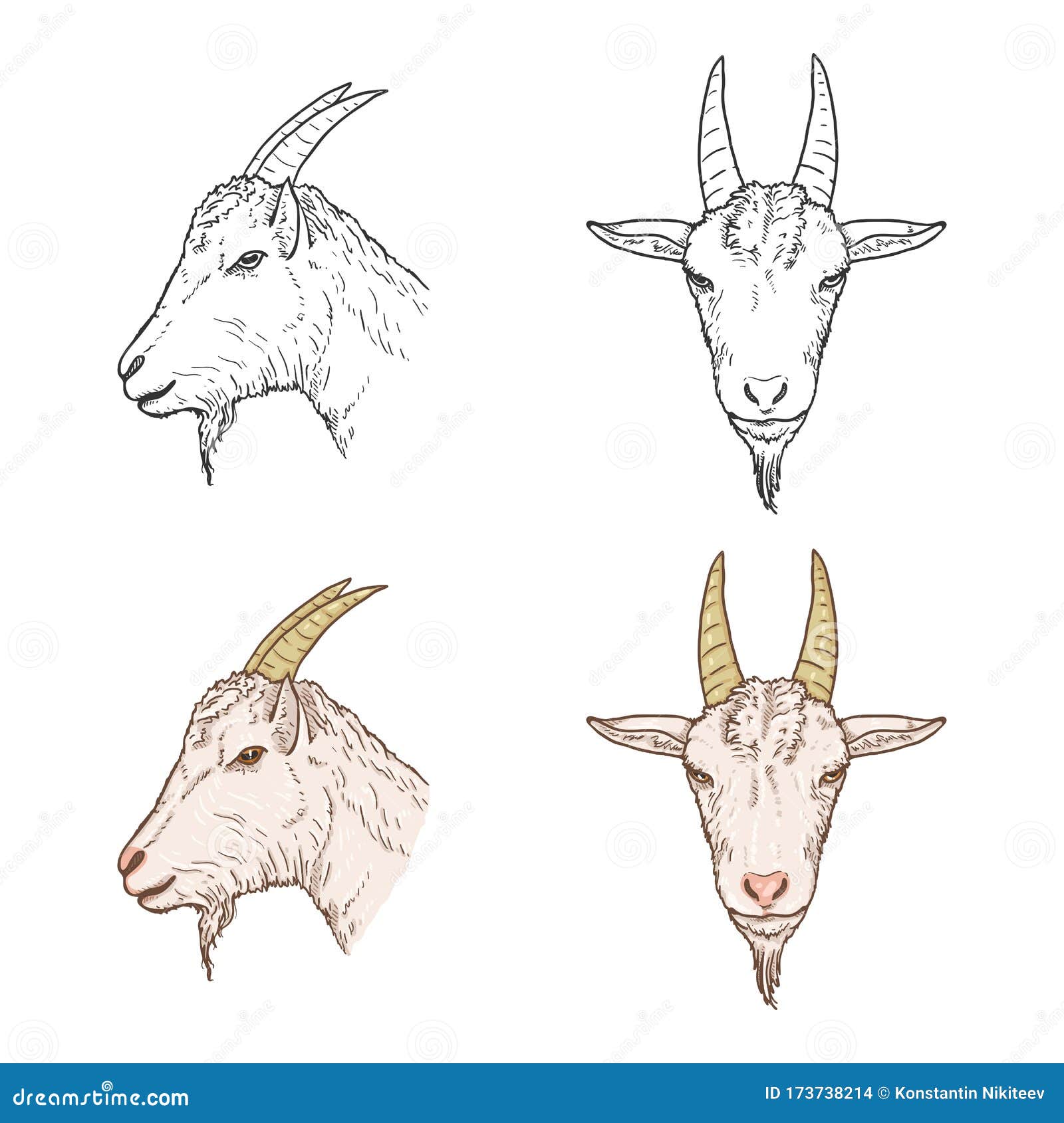 Vector Set of Goat Heads stock vector. Illustration of hegoat - 173738214