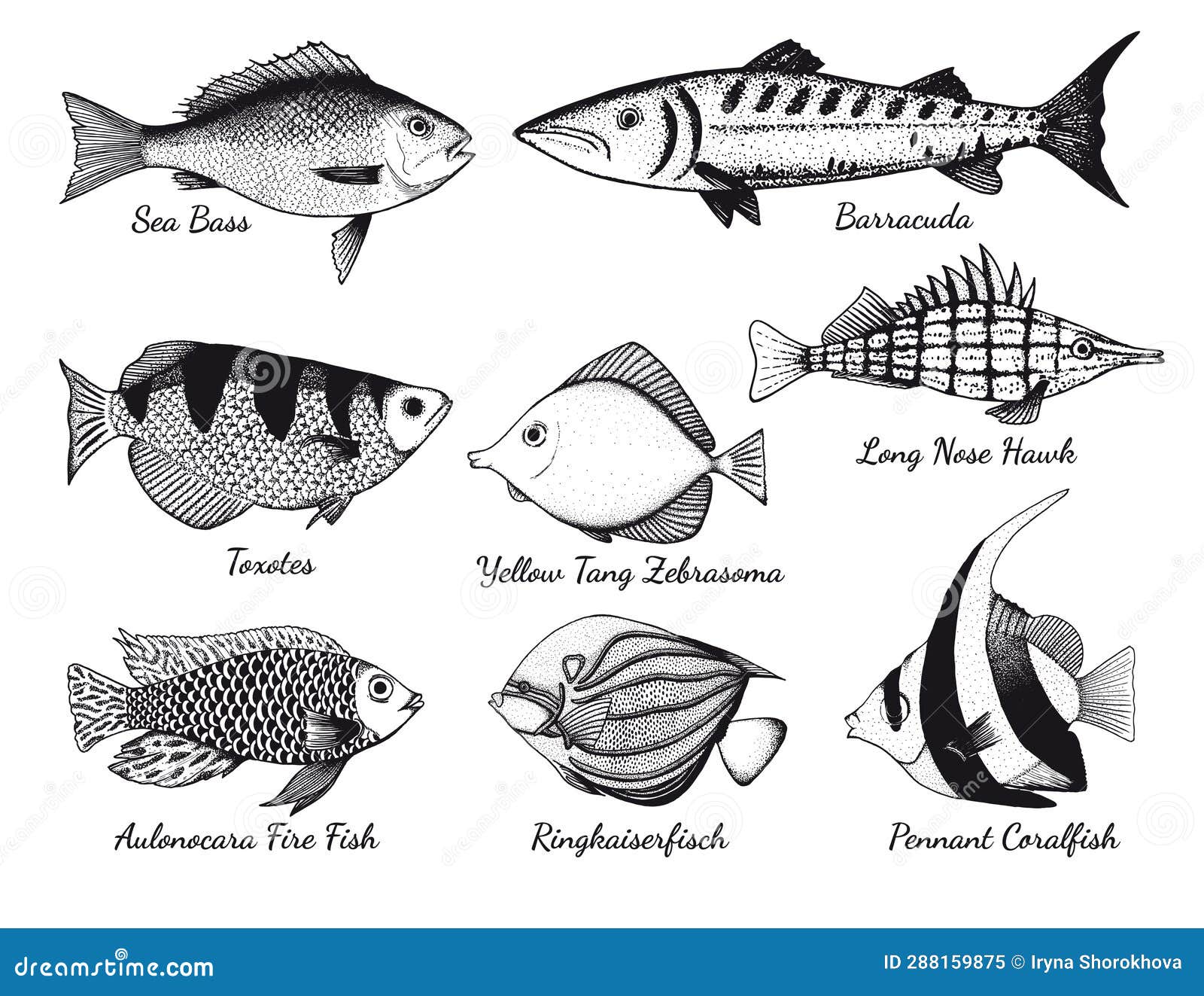 Vector Set with Graphic Drawings of Fish. Stock Vector - Illustration ...