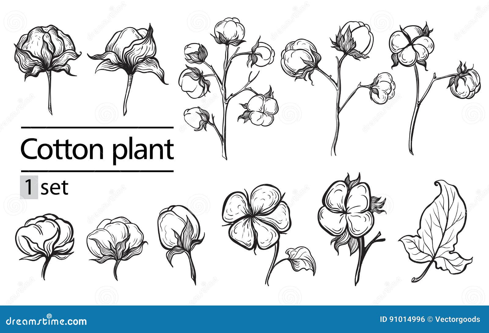 Cotton Plant Illustration, Drawing, Engraving, Ink, Line Art, Vector ...