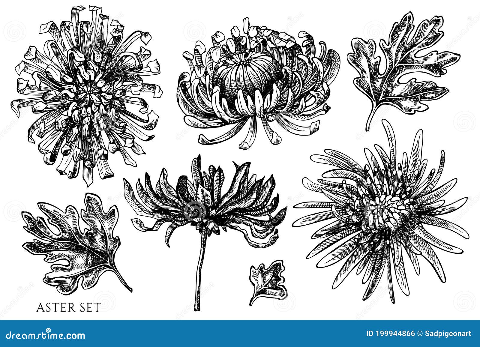 Vector Set of Hand Drawn Black and White Aster Stock Vector ...