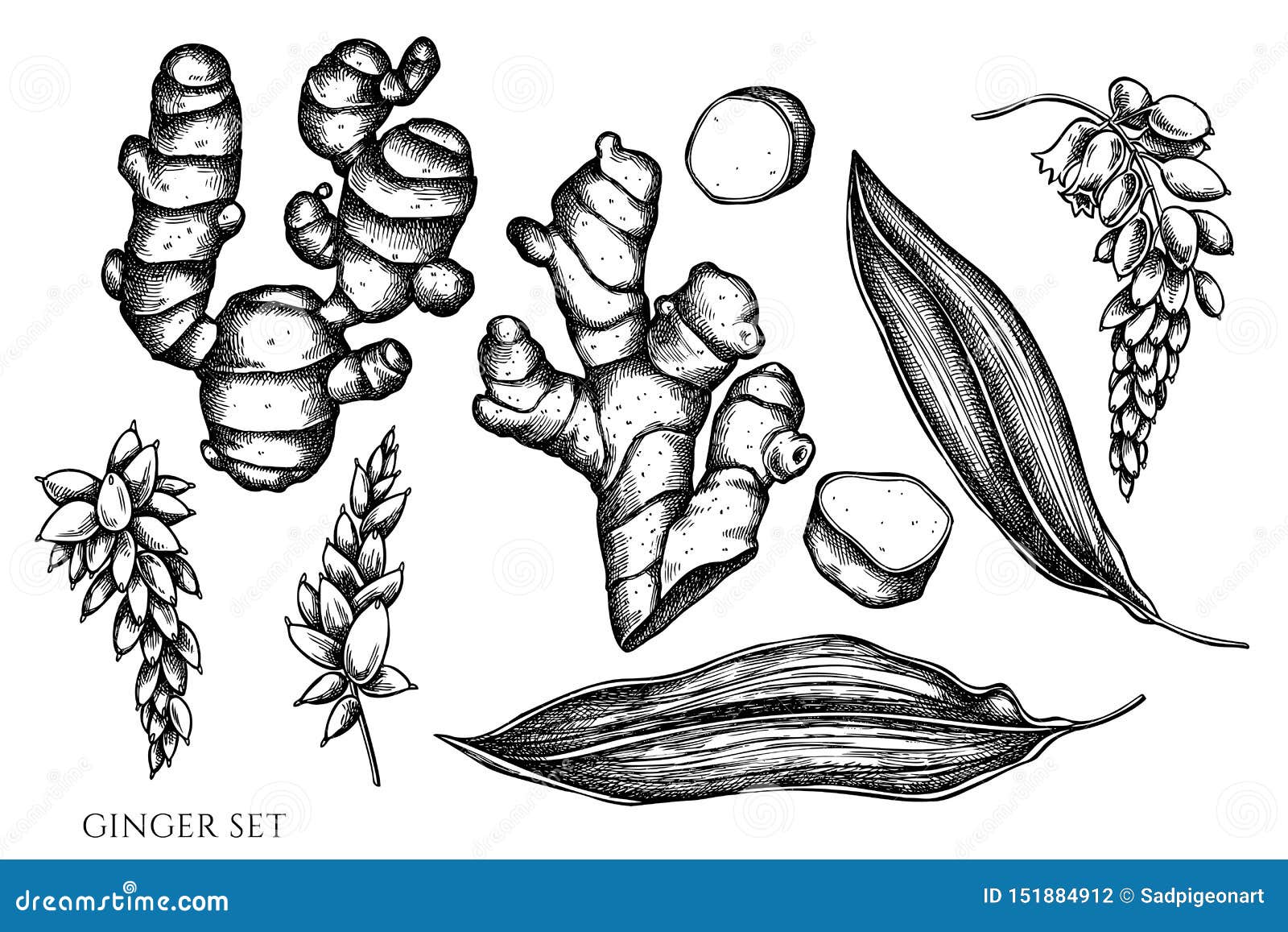 Vector Set of Hand Drawn Black and White Ginger Stock Vector ... Vector Set of Hand Drawn Black and White Ginger Stock Vector ...