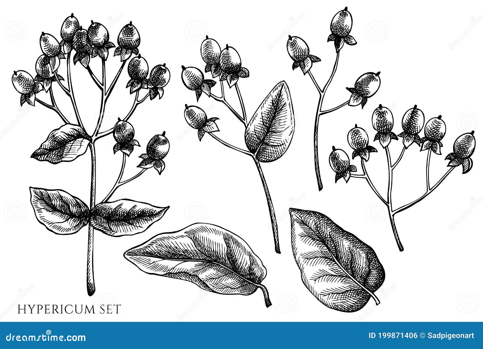 Vector Set of Hand Drawn Black and White Hypericum Stock Vector ...