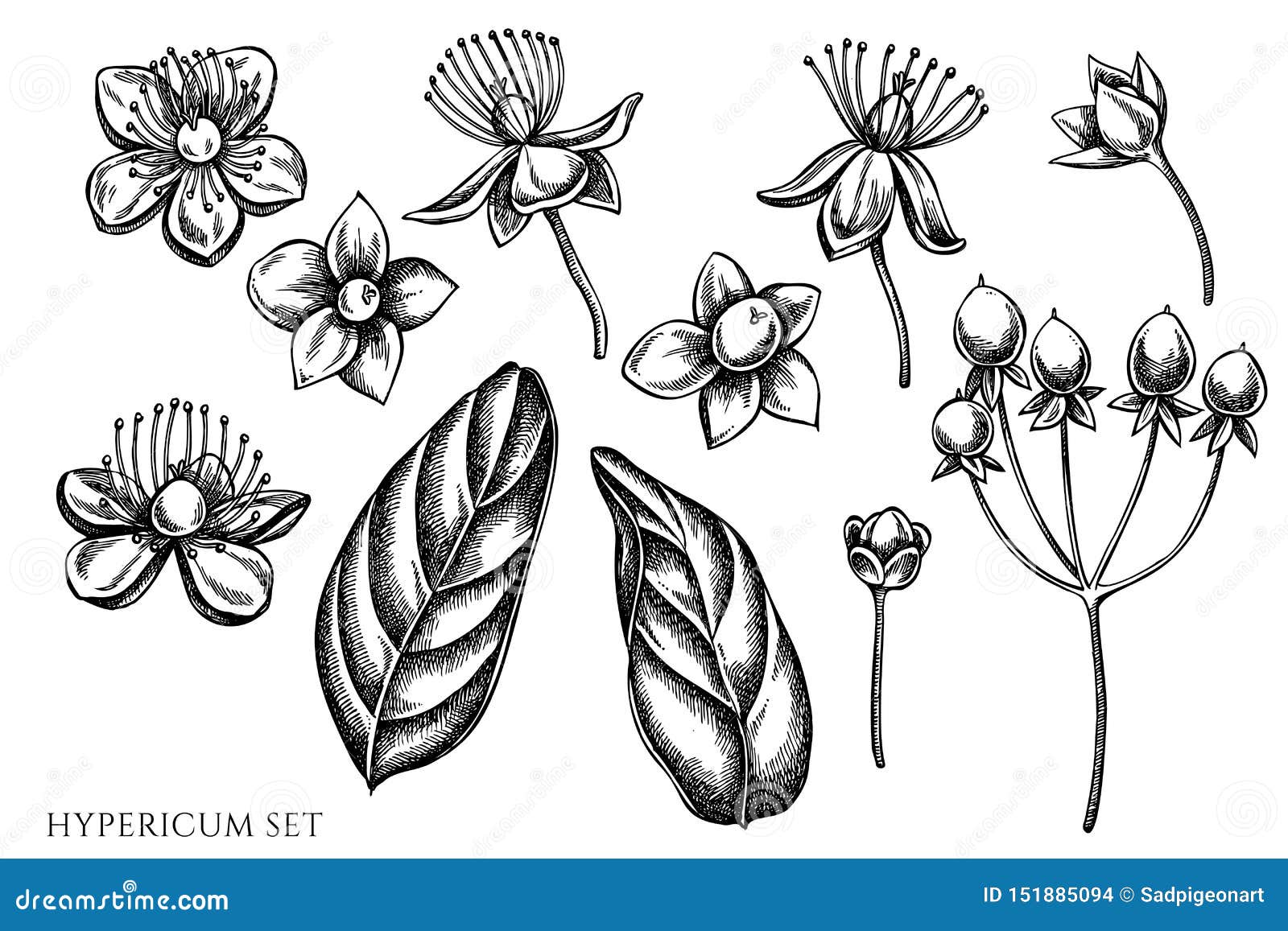 Vector Set of Hand Drawn Black and White Hypericum Stock Vector ...