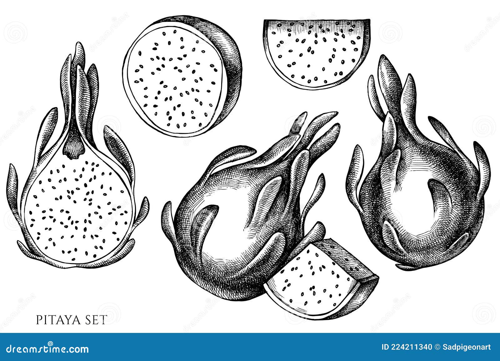 Vector Set of Hand Drawn Black and White Pitaya Stock Vector ...