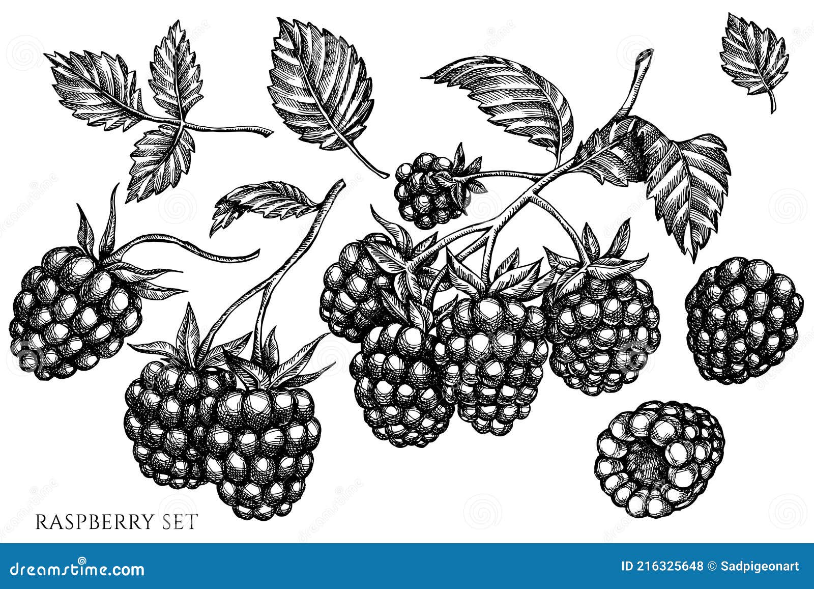 Vector Set of Hand Drawn Black and White Raspberry Stock Vector ...