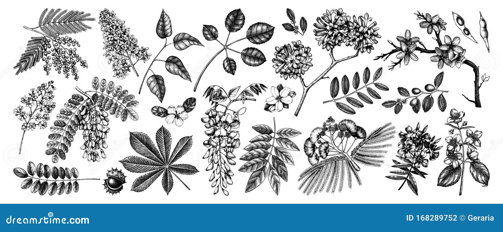 Vector Set of Hand Drawn Blossoming Trees Illustration. Spring Design ...