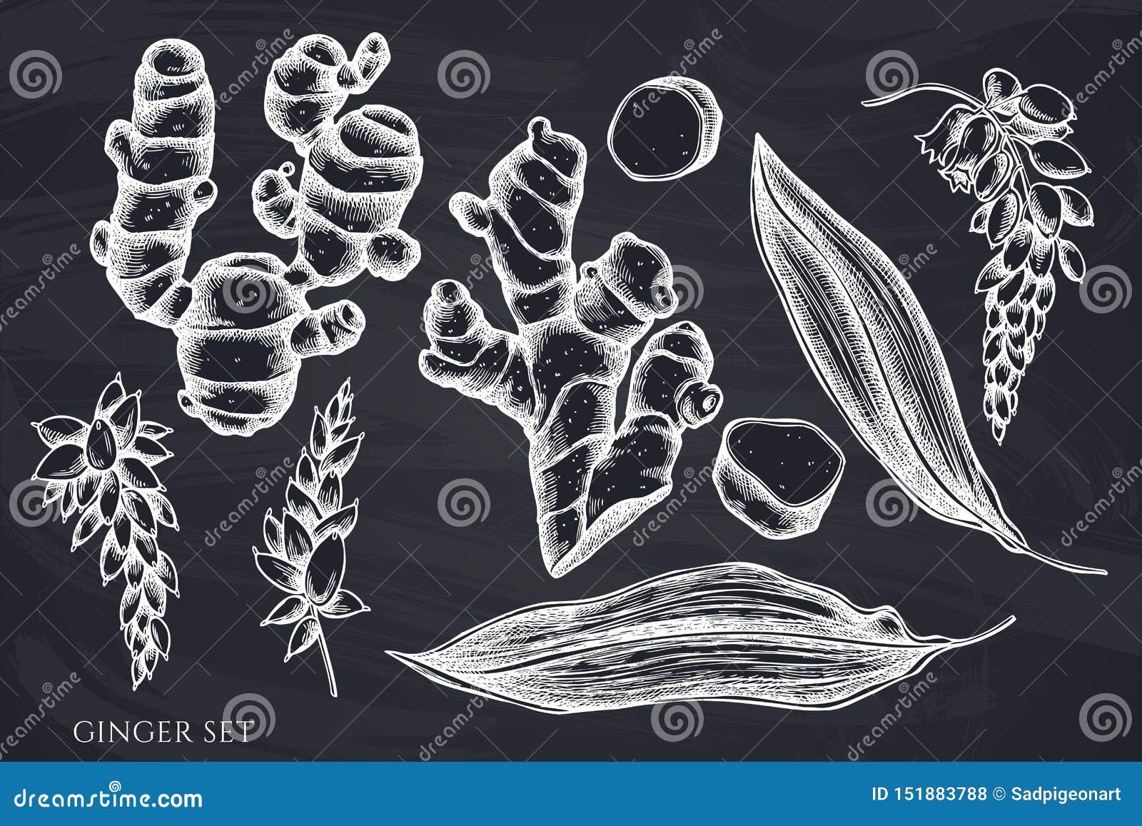 Vector Set of Hand Drawn Chalk Ginger Stock Vector - Illustration of ...