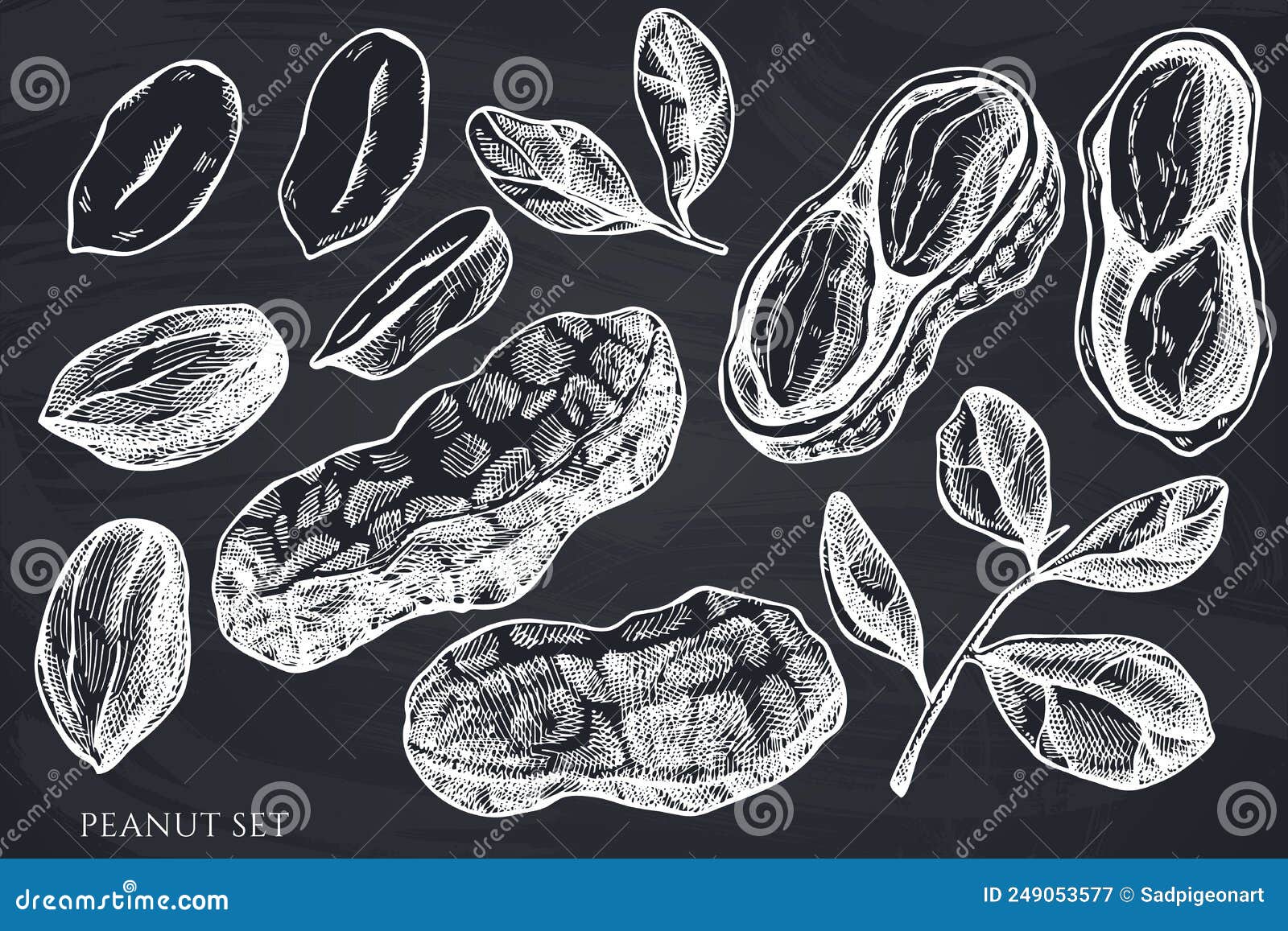 Vector Set of Hand Drawn Chalk Peanut Stock Vector - Illustration of ...
