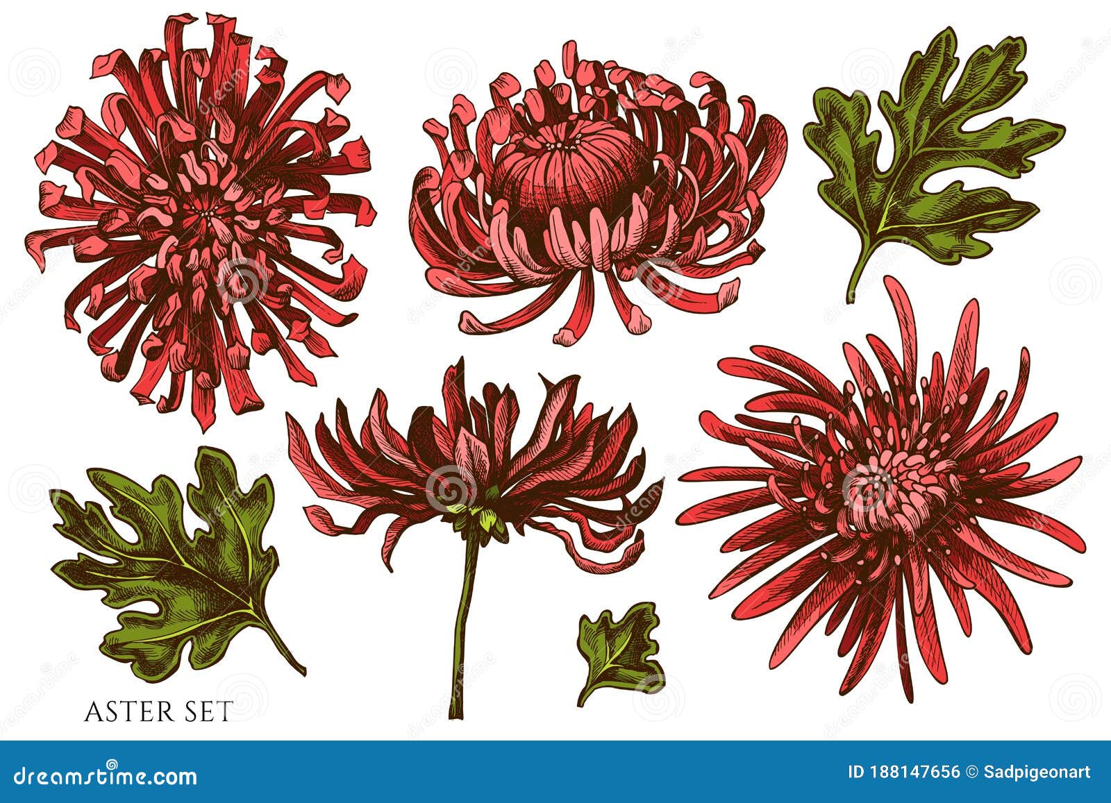 Vector Set of Hand Drawn Colored Aster Stock Vector - Illustration of ...