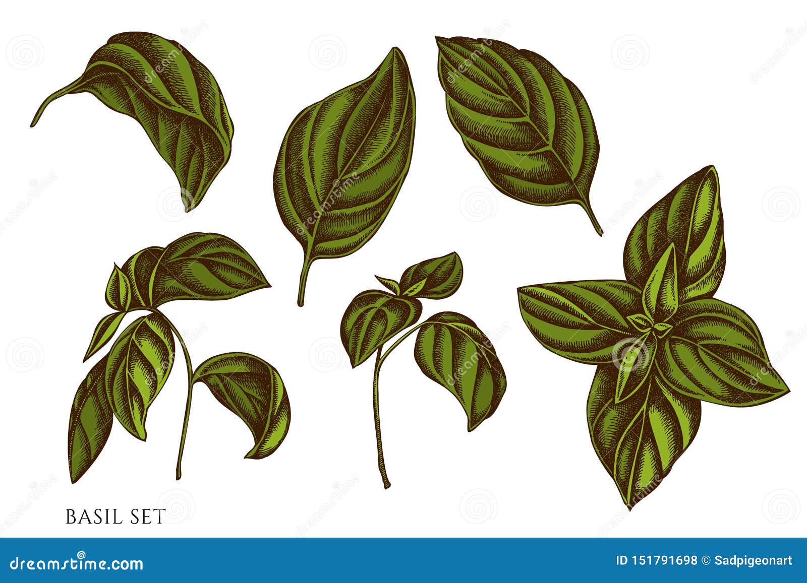 Vector Set of Hand Drawn Colored Basil Stock Vector - Illustration of ...
