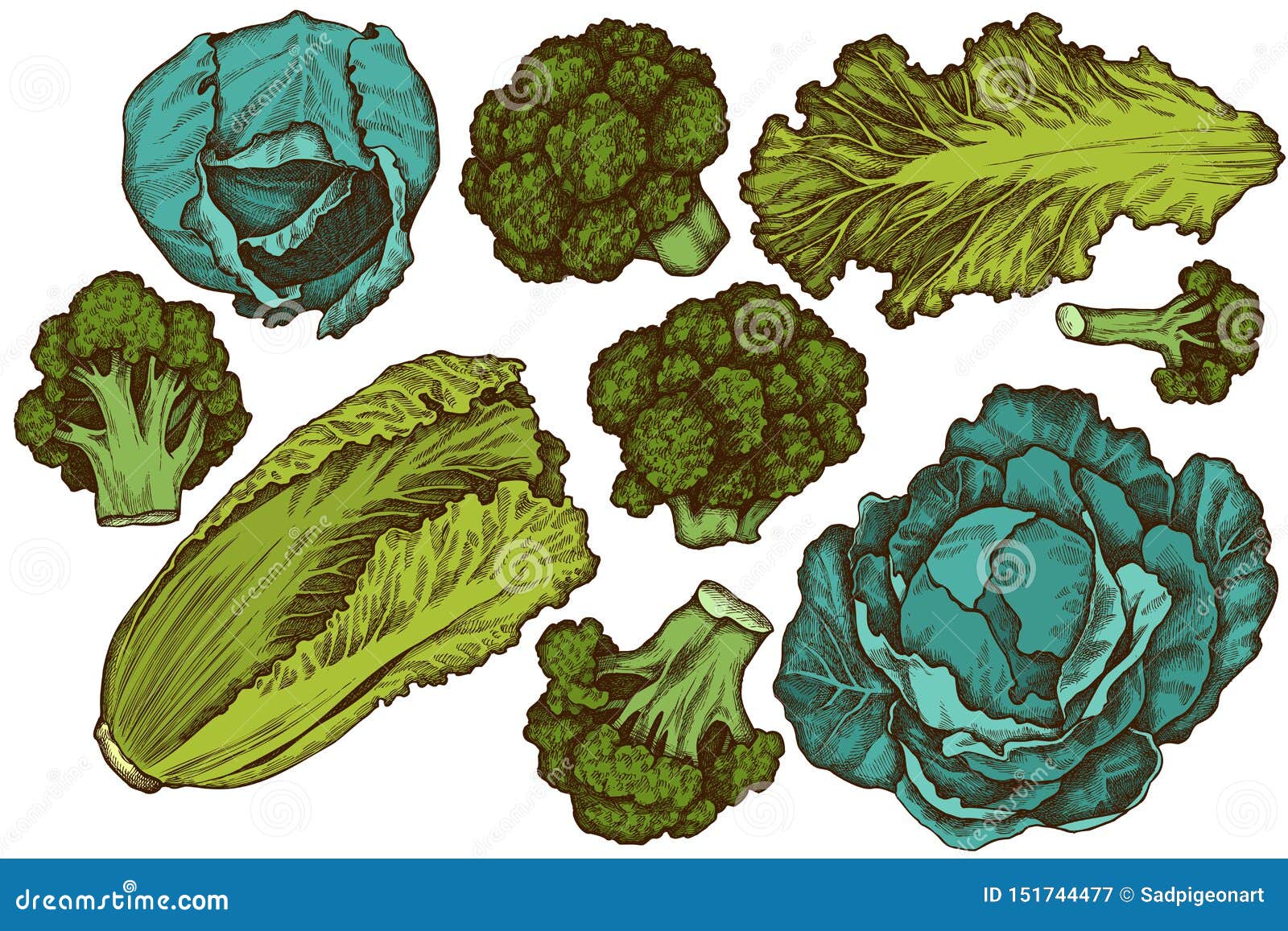 Vector Set of Hand Drawn Colored Broccoli, Chinese Cabbage, Cabbage ...
