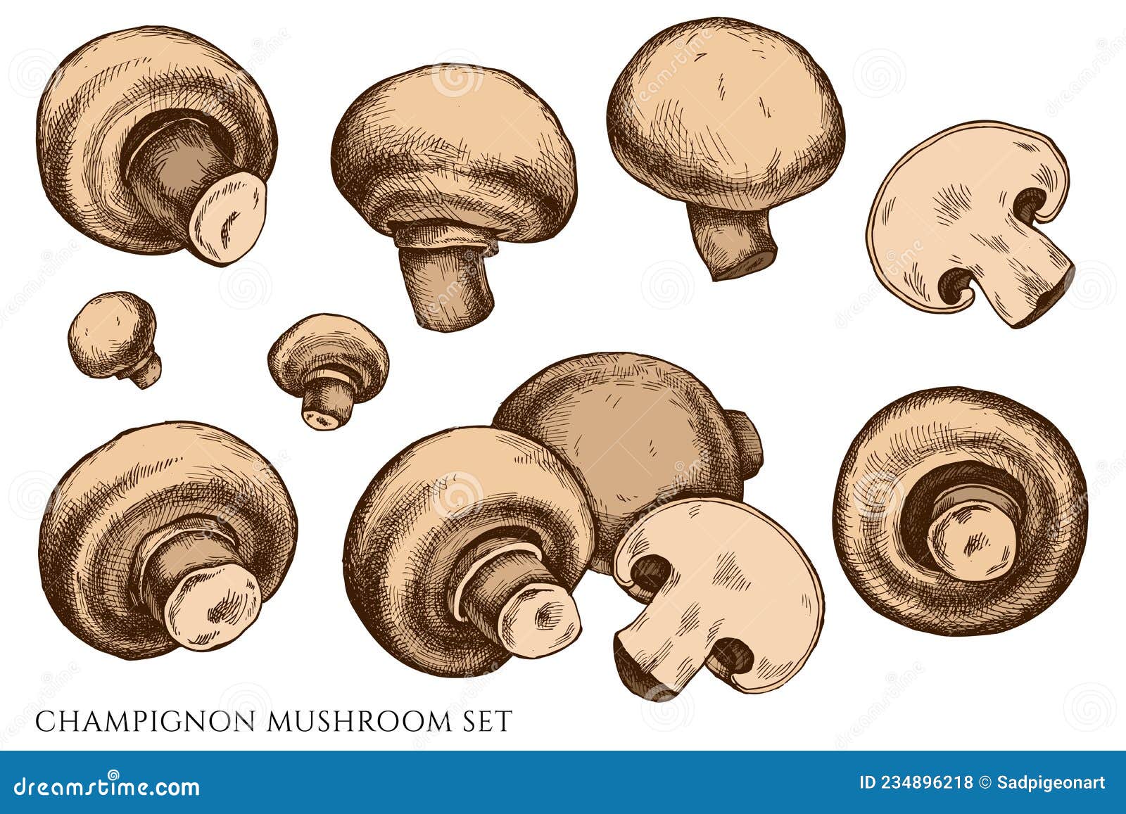 Vector Set of Hand Drawn Colored Champignon Stock Vector - Illustration ...