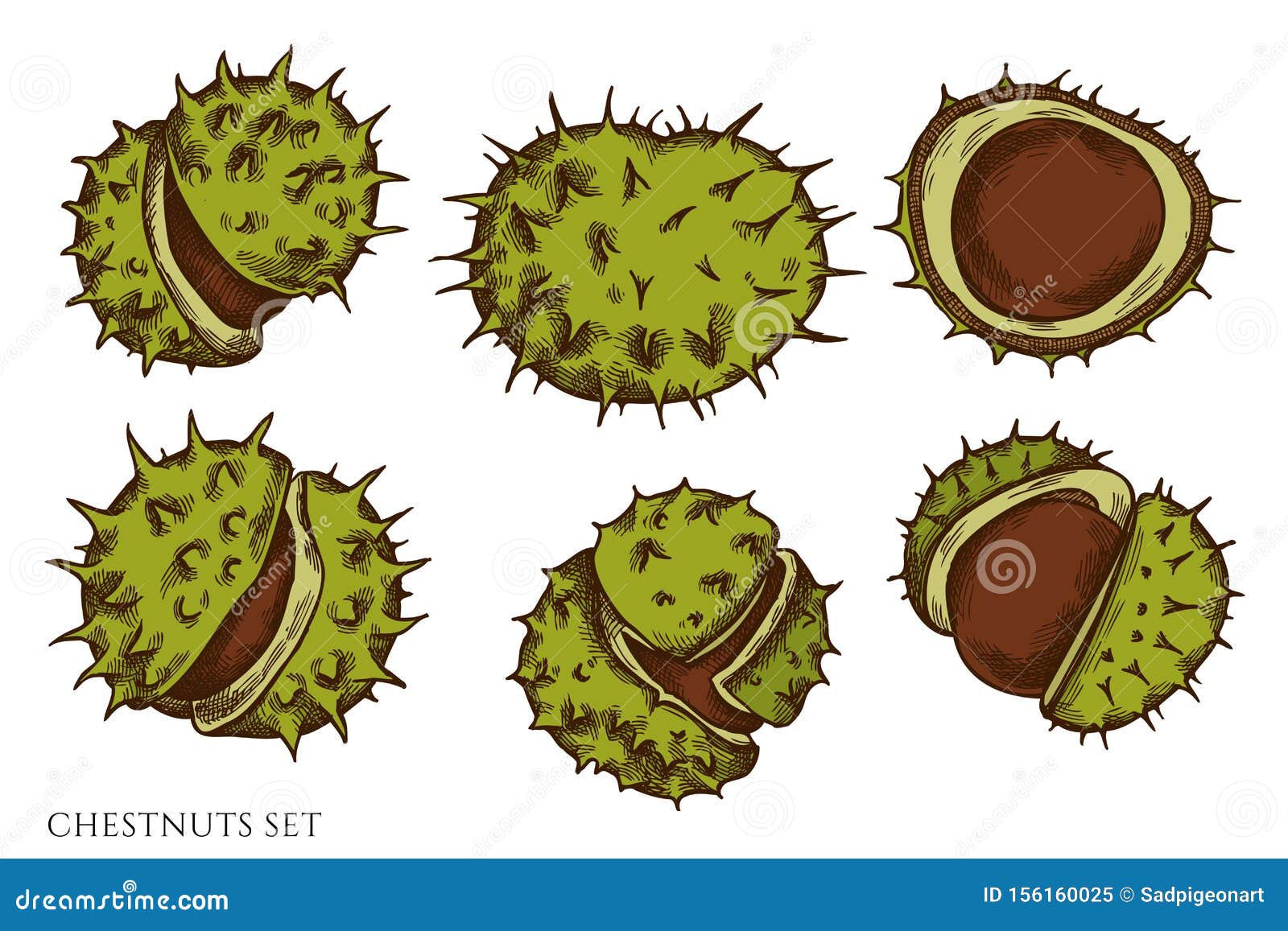Vector Set of Hand Drawn Colored Chestnut Stock Vector - Illustration ...