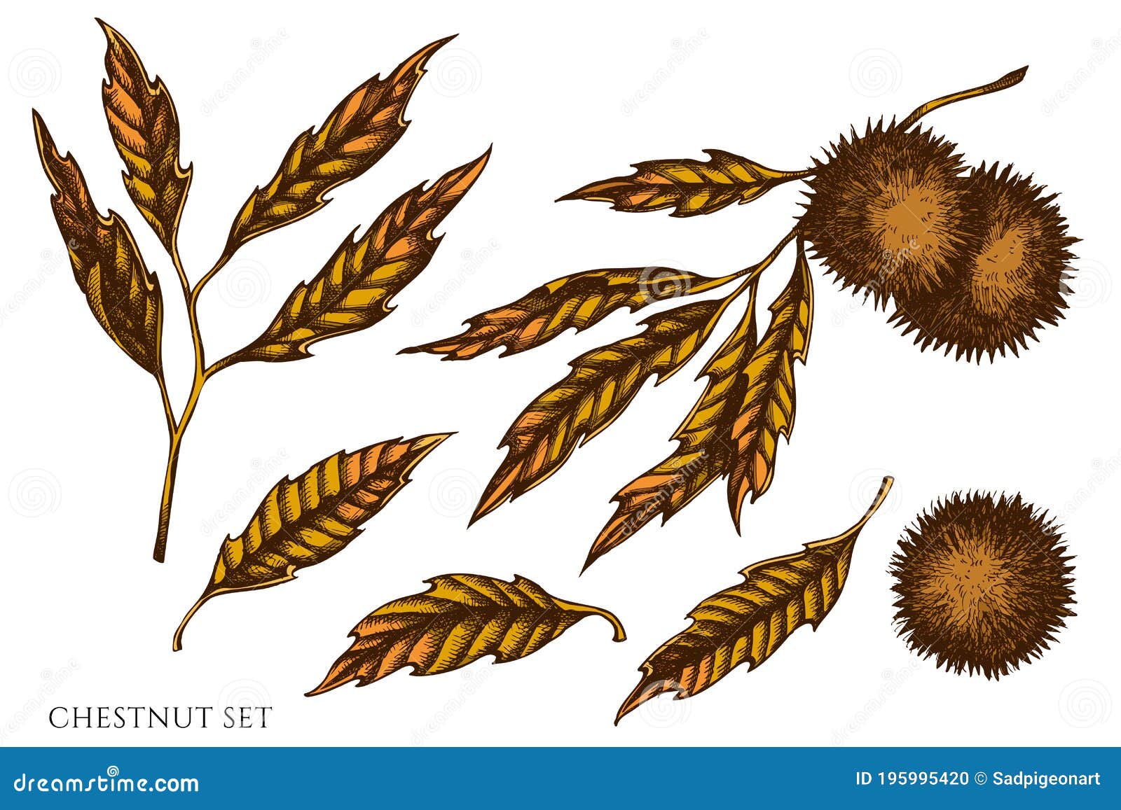 Vector Set of Hand Drawn Colored Chestnut Stock Vector - Illustration ...