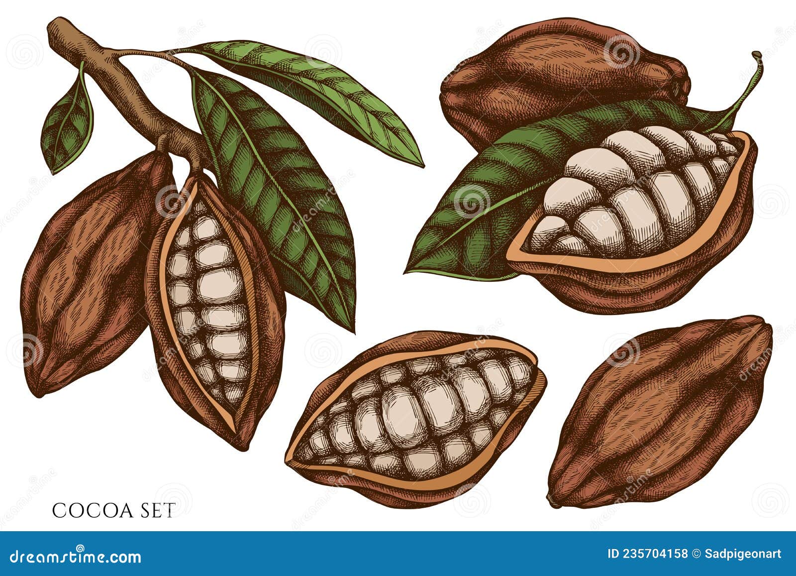 Vector Set of Hand Drawn Colored Cocoa Stock Vector - Illustration of ...